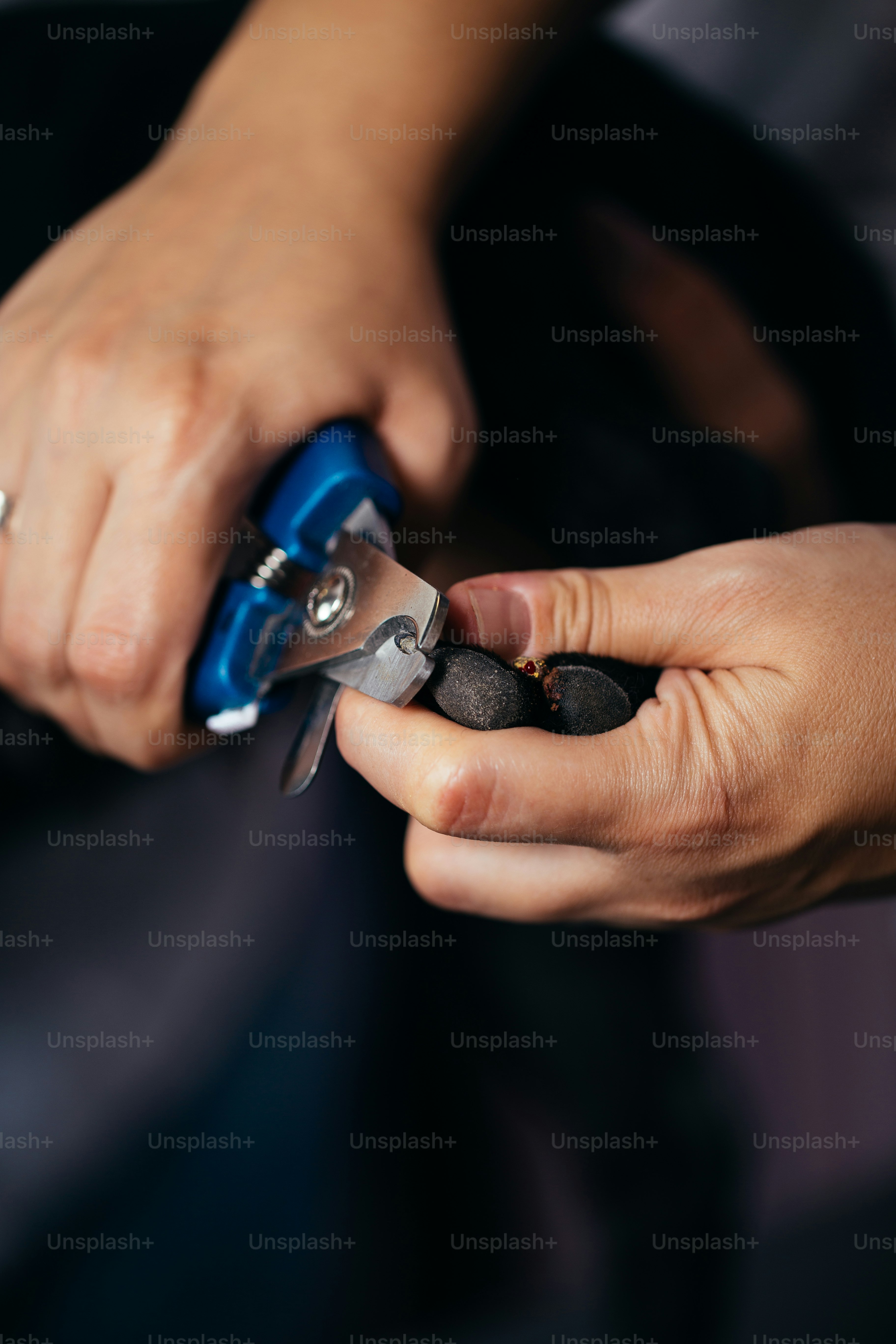 Dog grooming process. Close up shot of professional groomer trimming ...