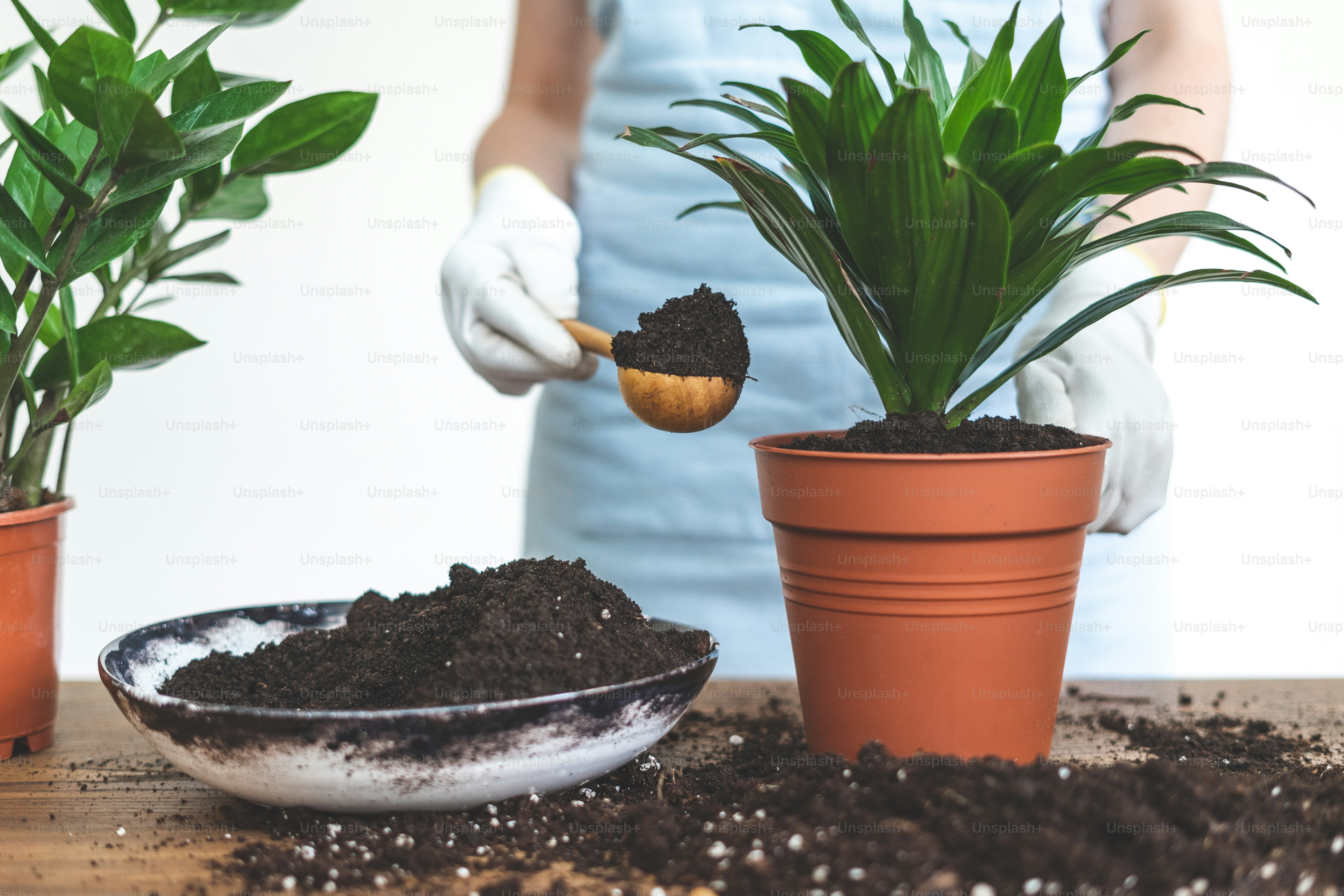 Cropped view of young gardener woman replant green leafy plant in new ...