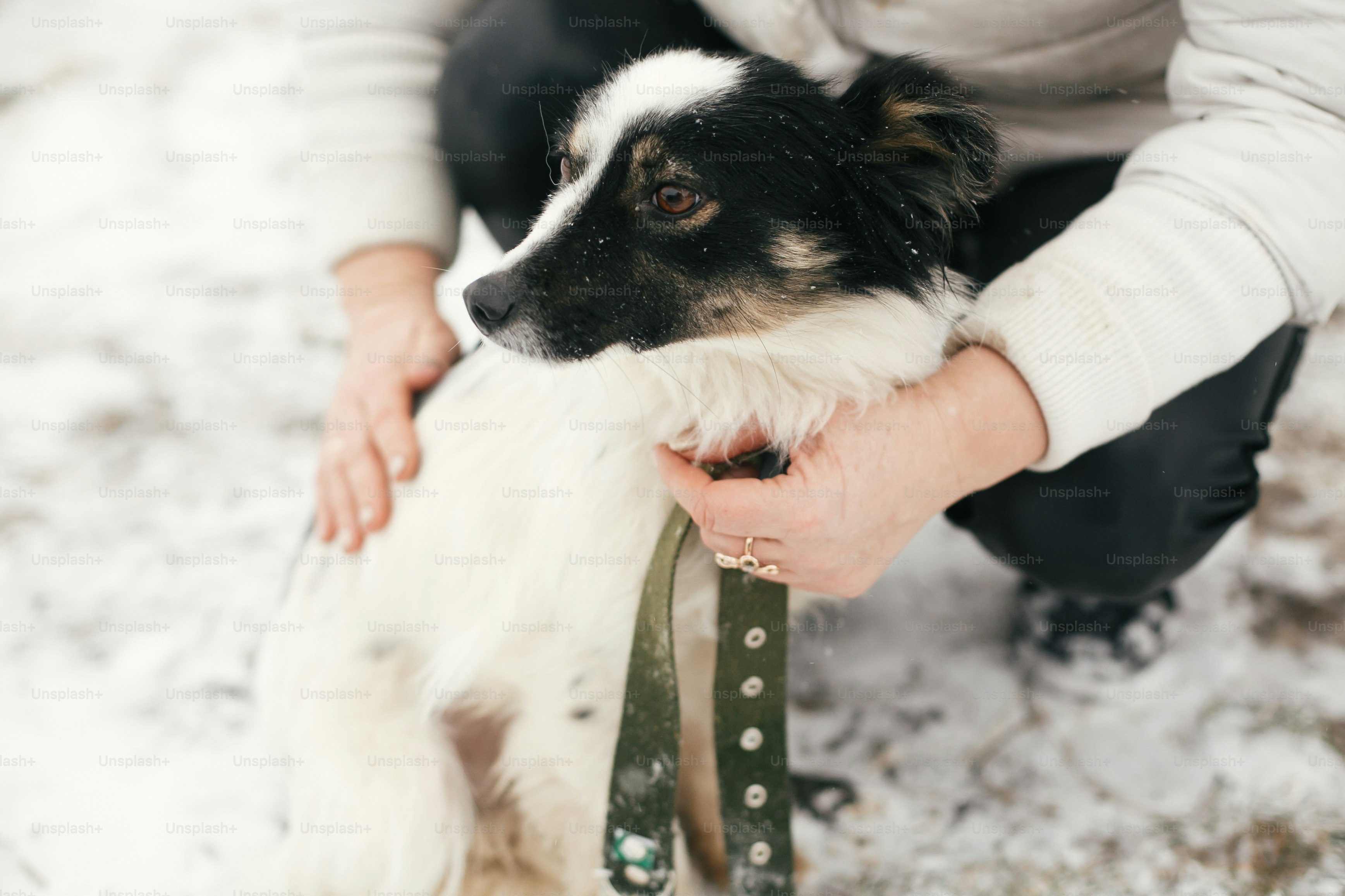 Cute scared dog in person hands in snowy winter park. People hugging ...