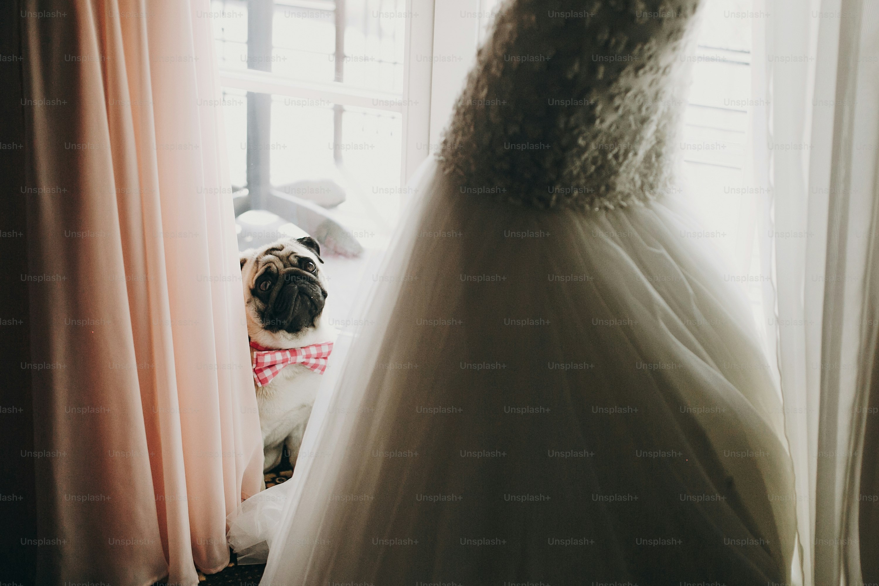 Cute pug dog in bow tie looking at bride in stylish wedding dress in ...