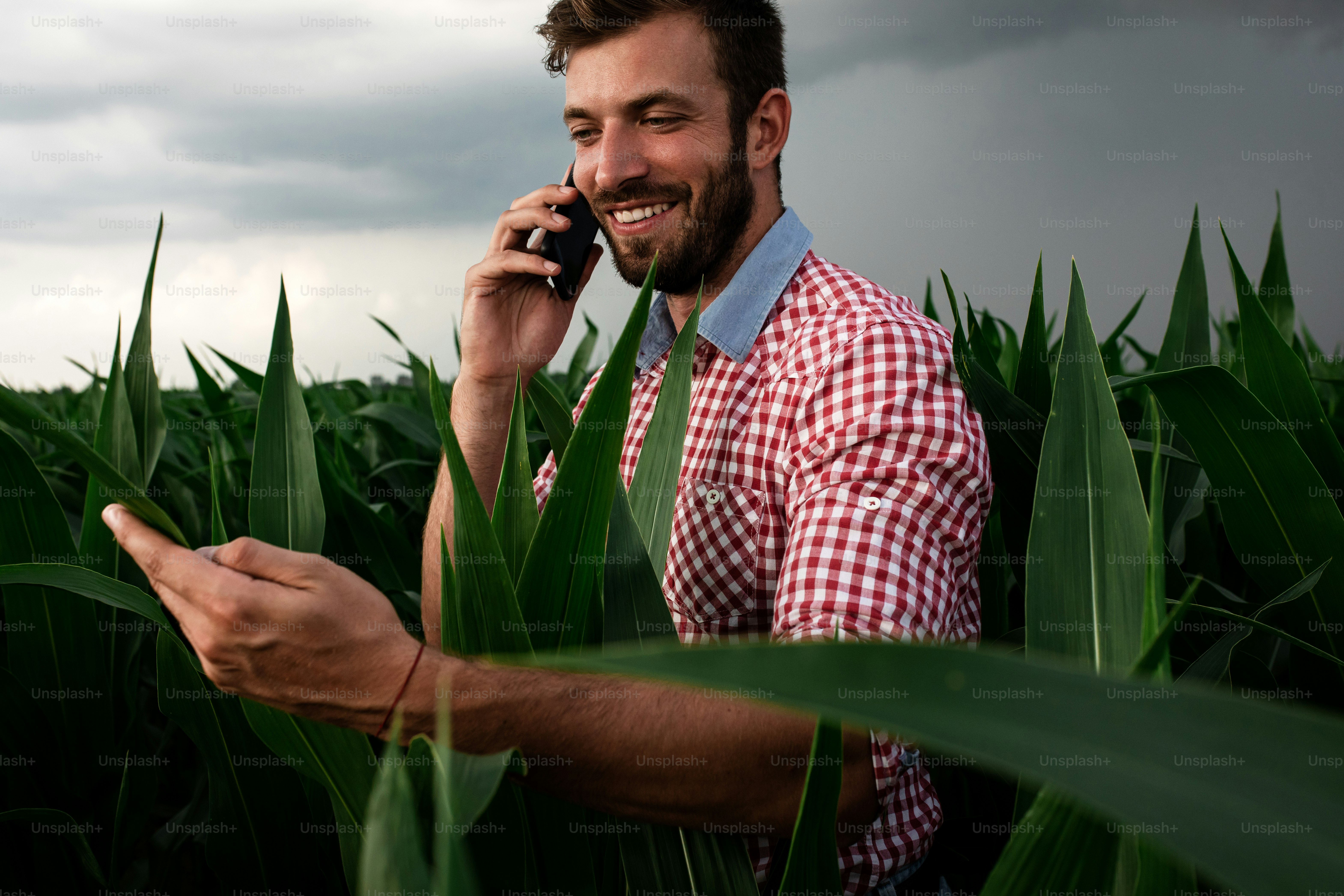 Young farmer standing in corn field examining crop while talking on ...