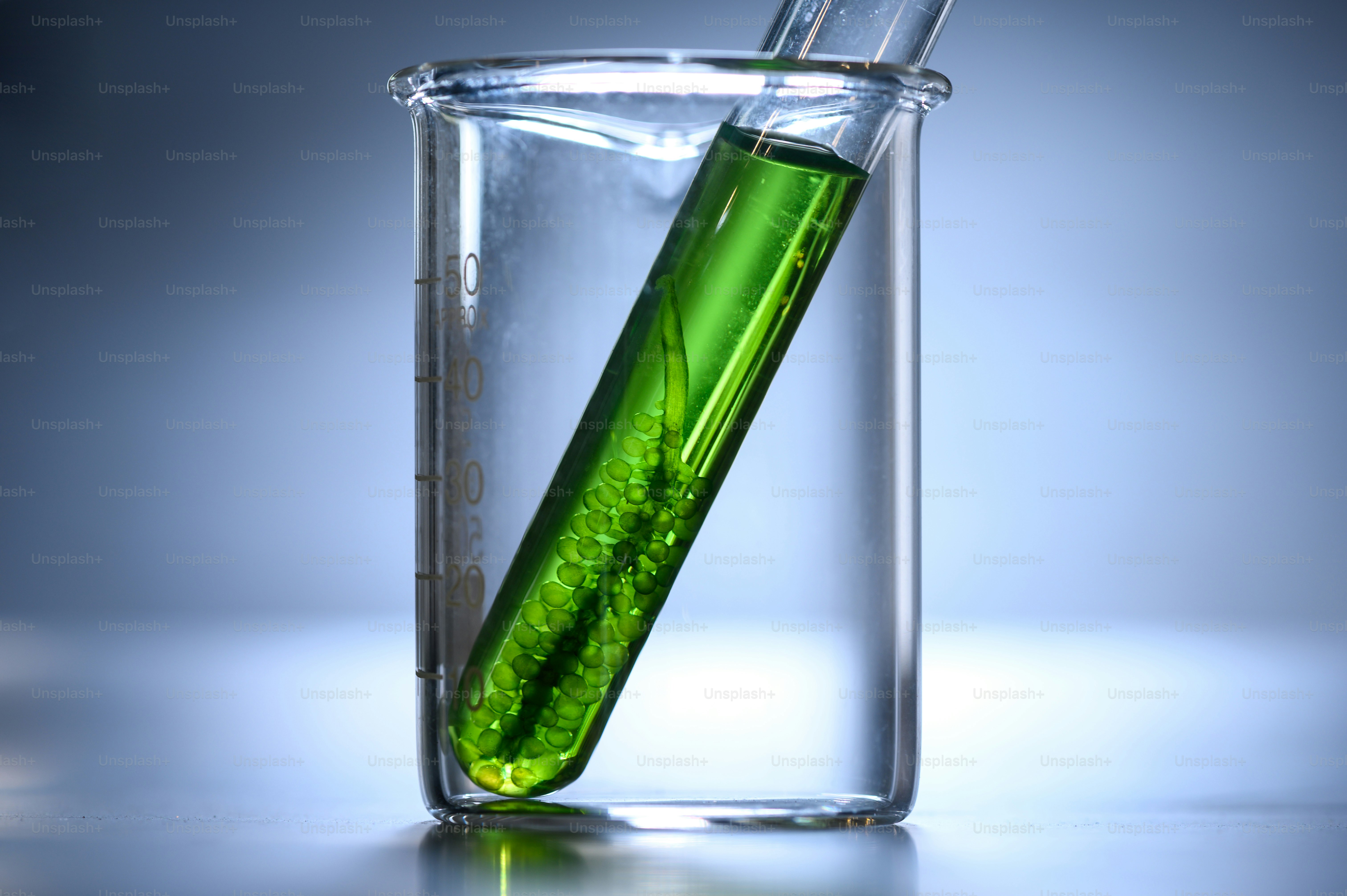 Algae research in laboratories, biotechnology science concept photo ...