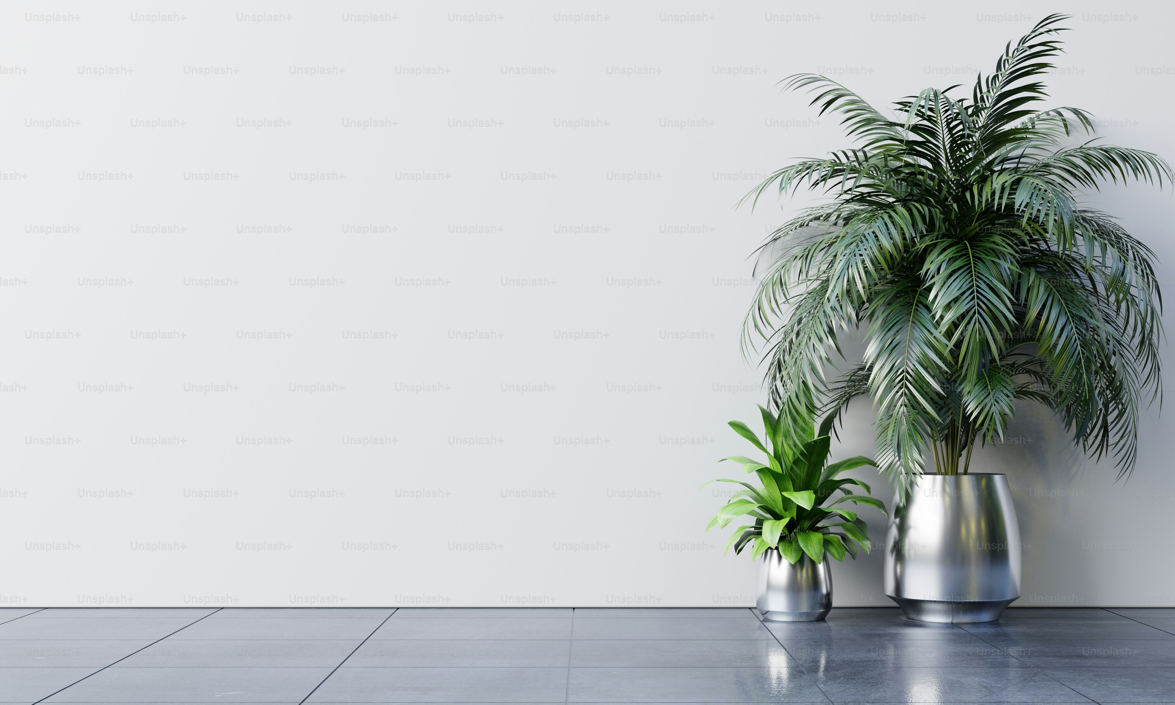Minimalist Plant Pictures | Download Free Images on Unsplash