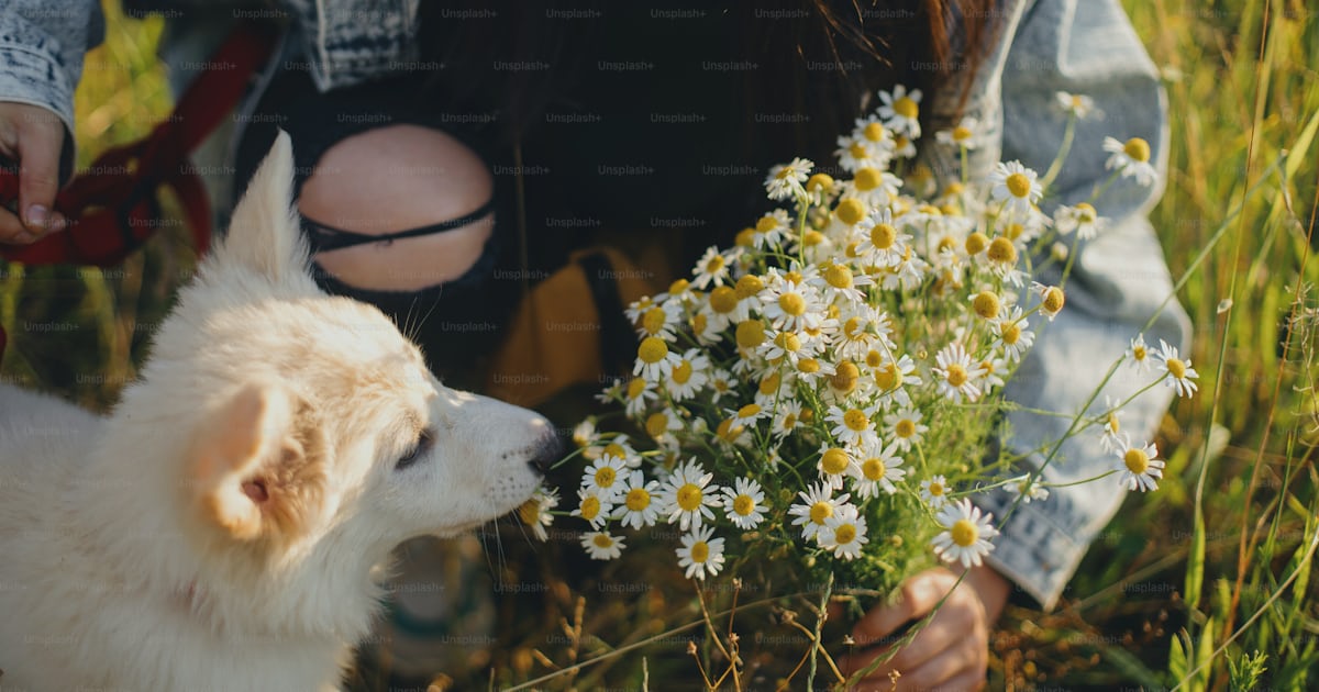 夏の牧草地の暖かい夕焼けの光の中でデイジーの花の匂いがするかわいい白い子犬。愛らしいふわふわの子犬に花束を示すスタイリッシュな女の子。養子縁組