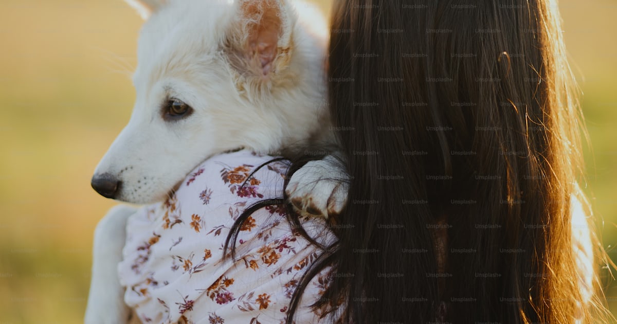 夏の牧草地の暖かい夕焼けの光の中でかわいい白い子犬を抱きしめる女性、後ろ姿。愛らしいふわふわの子犬をクローズアップしている幸せな女の子。美しい