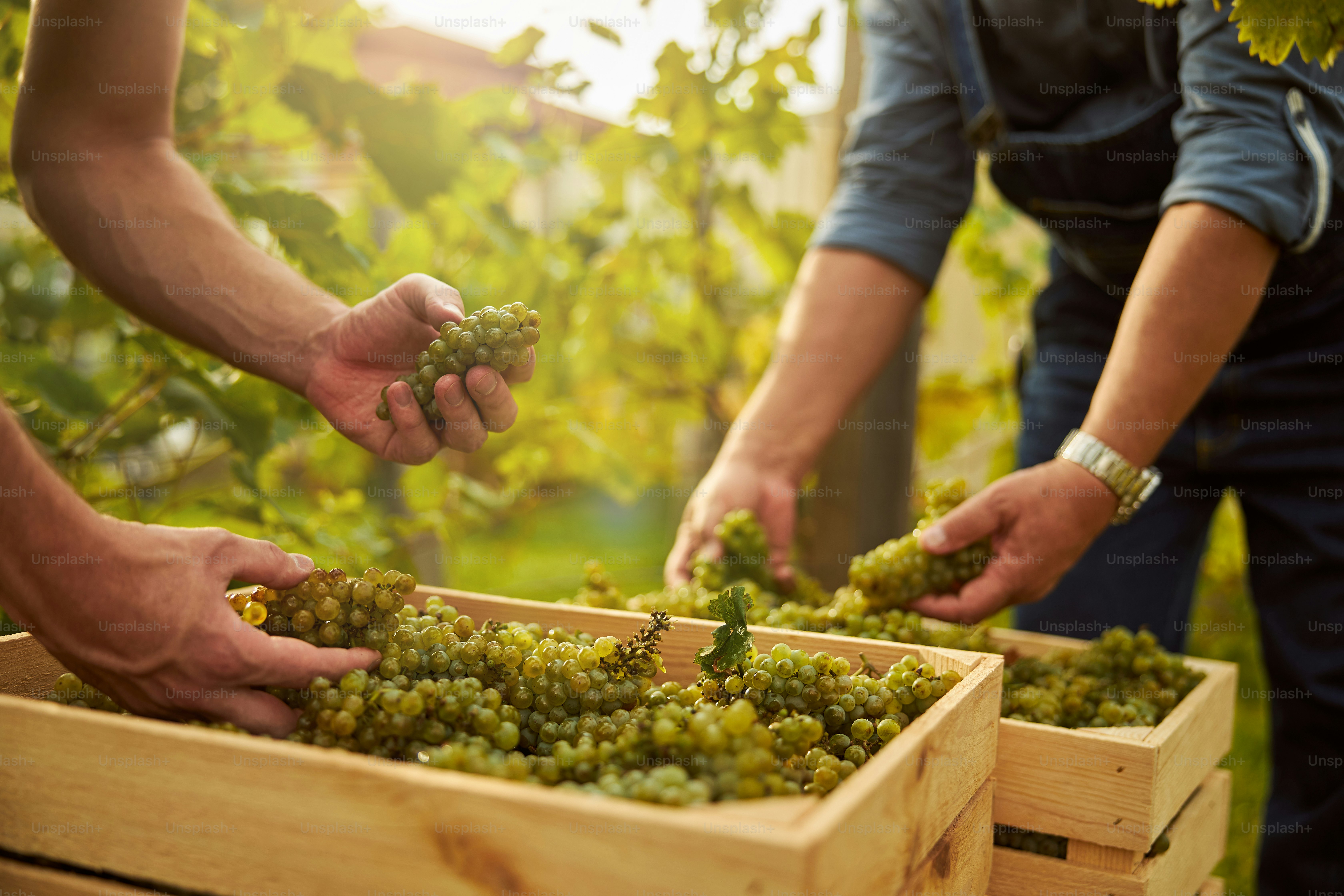 Responsible harvesters sorting the ripe white grapes and storing them ...