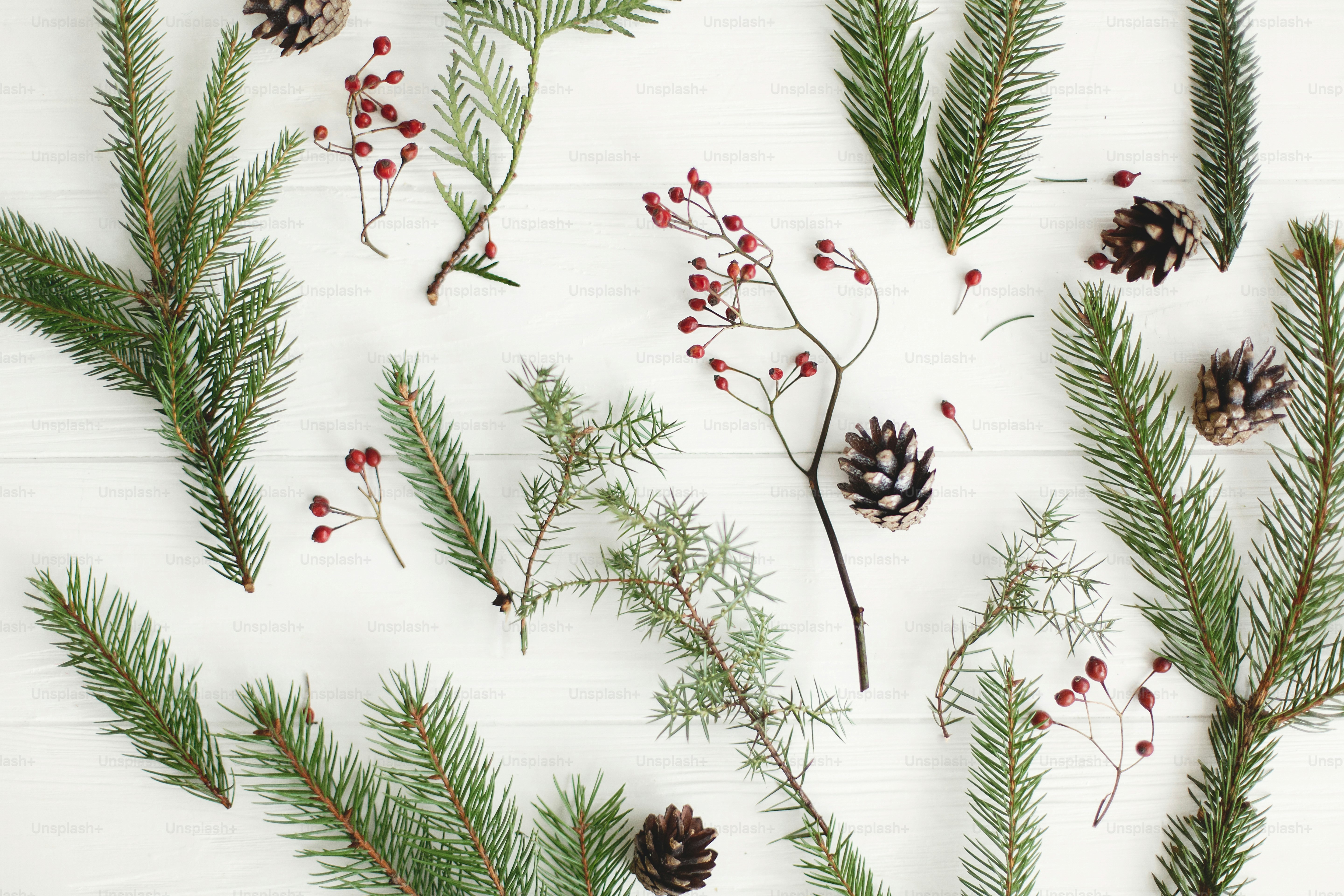 Twigs Pictures | Download Free Images on Unsplash