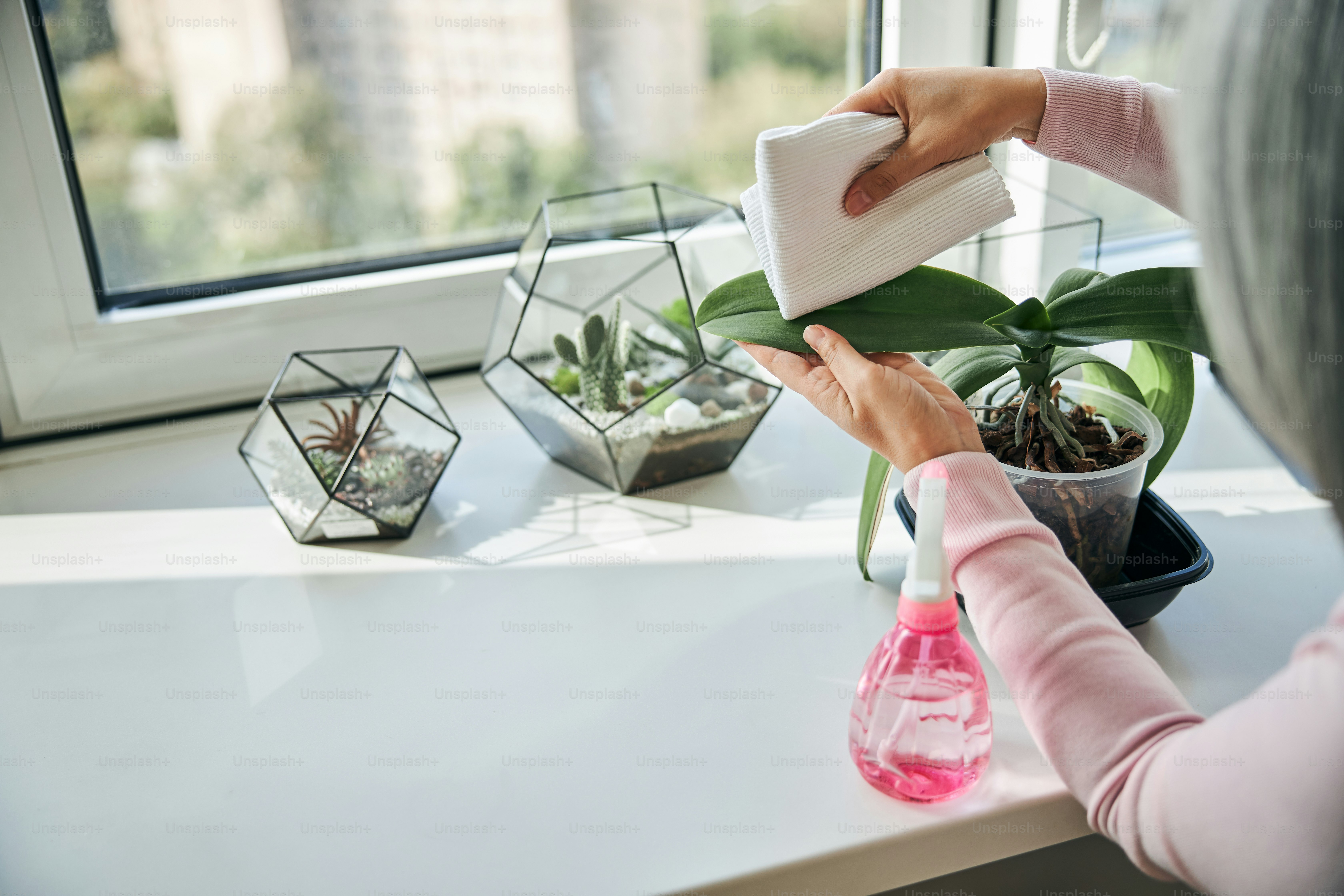Close up of woman removing dust from houseplant while sitting at ...