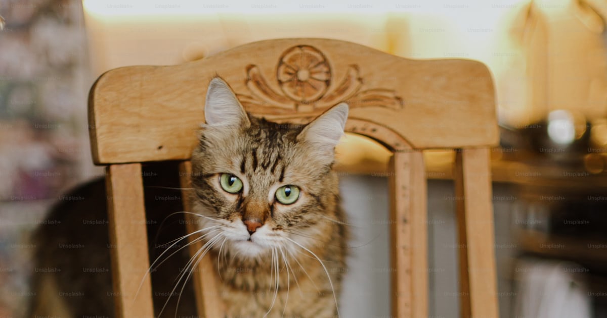 モダンなキッチンの背景に素朴な木製の椅子で遊ぶかわいいぶち猫。愛らしいメインクーンと緑の目が家のレトロな椅子でリラックスの写真