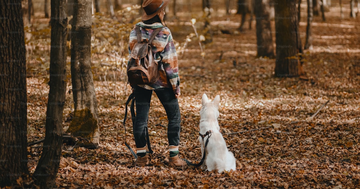 화창한 가을 숲에서 사랑스러운 하얀 개와 함께 배낭 하이킹을 하는 세련된 여성 귀여운 스위스 양치기 강아지와 가을 숲을