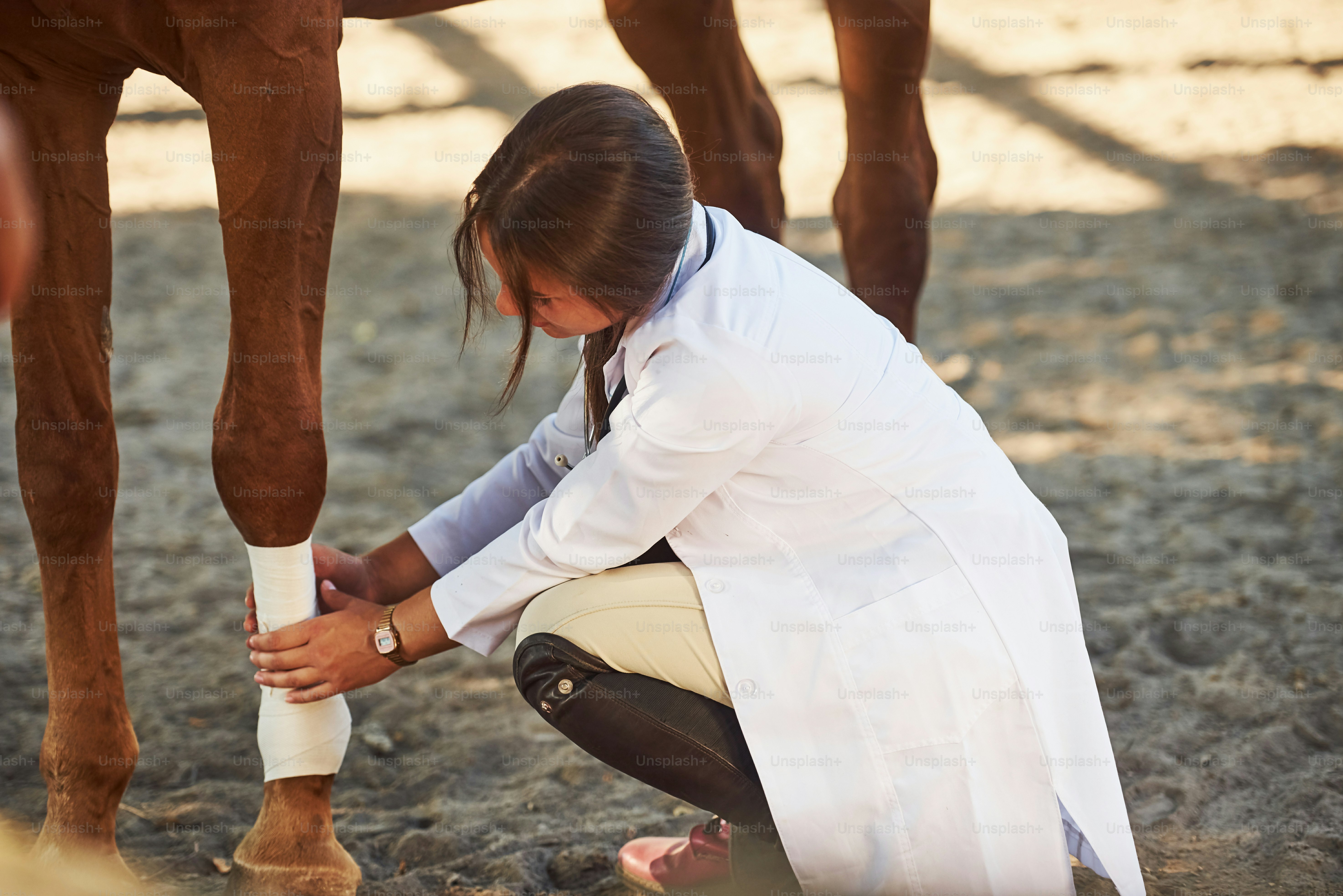 Using bandage to heal the leg. Female vet examining horse outdoors at ...