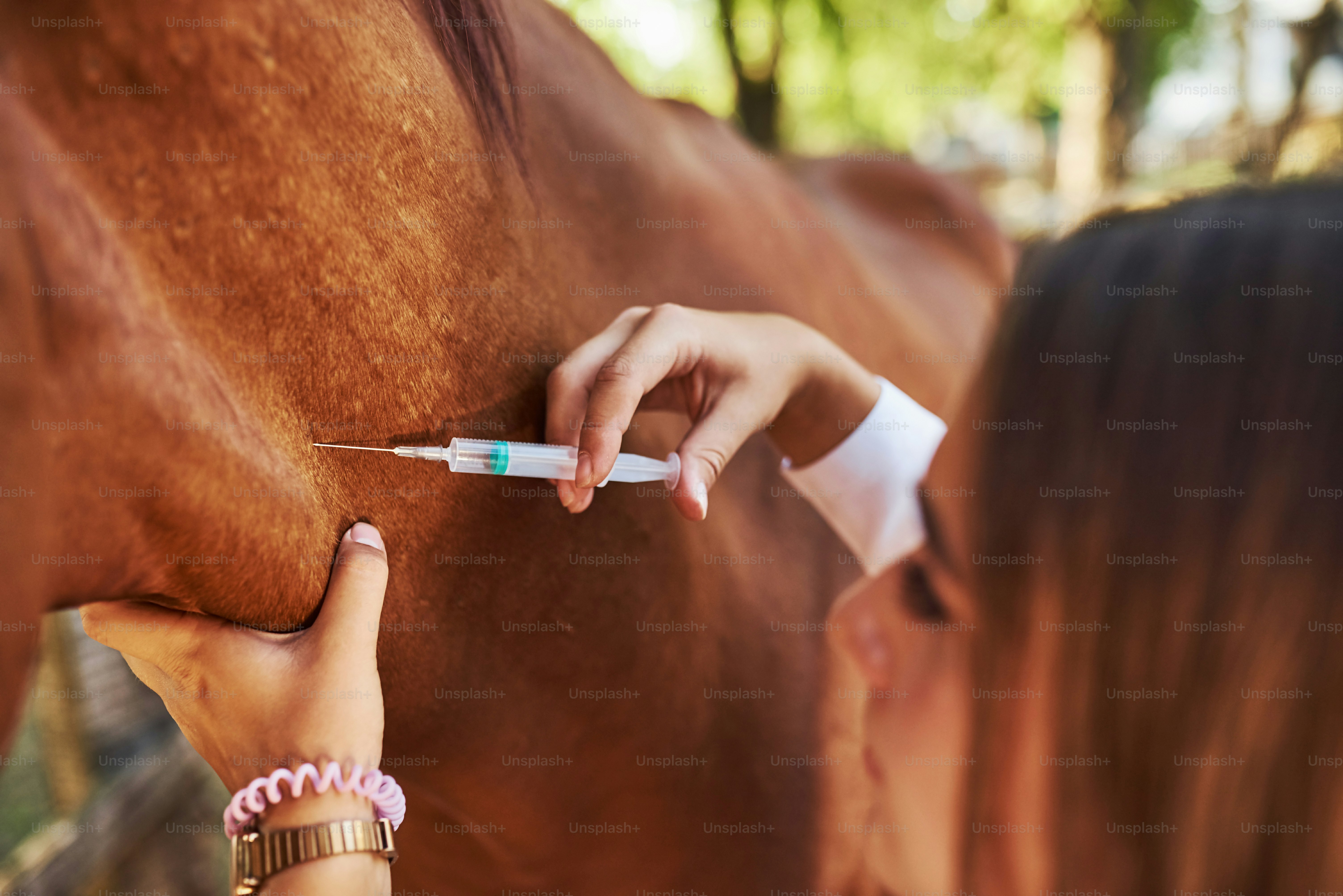 Hacer una inyección. Veterinaria examinando caballo al aire libre en la ...
