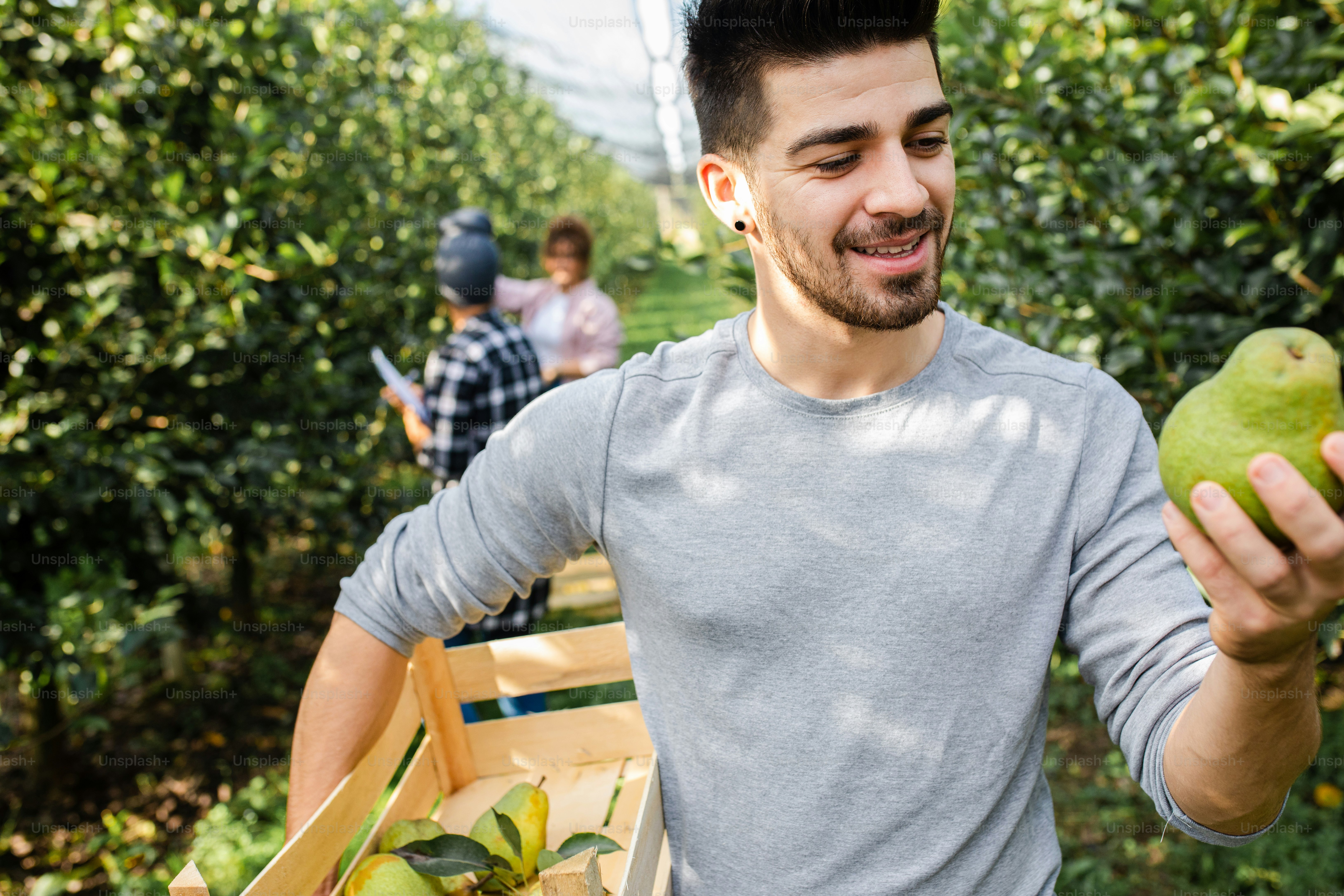 Young male farmer examining quality of pears after piking in orchard ...
