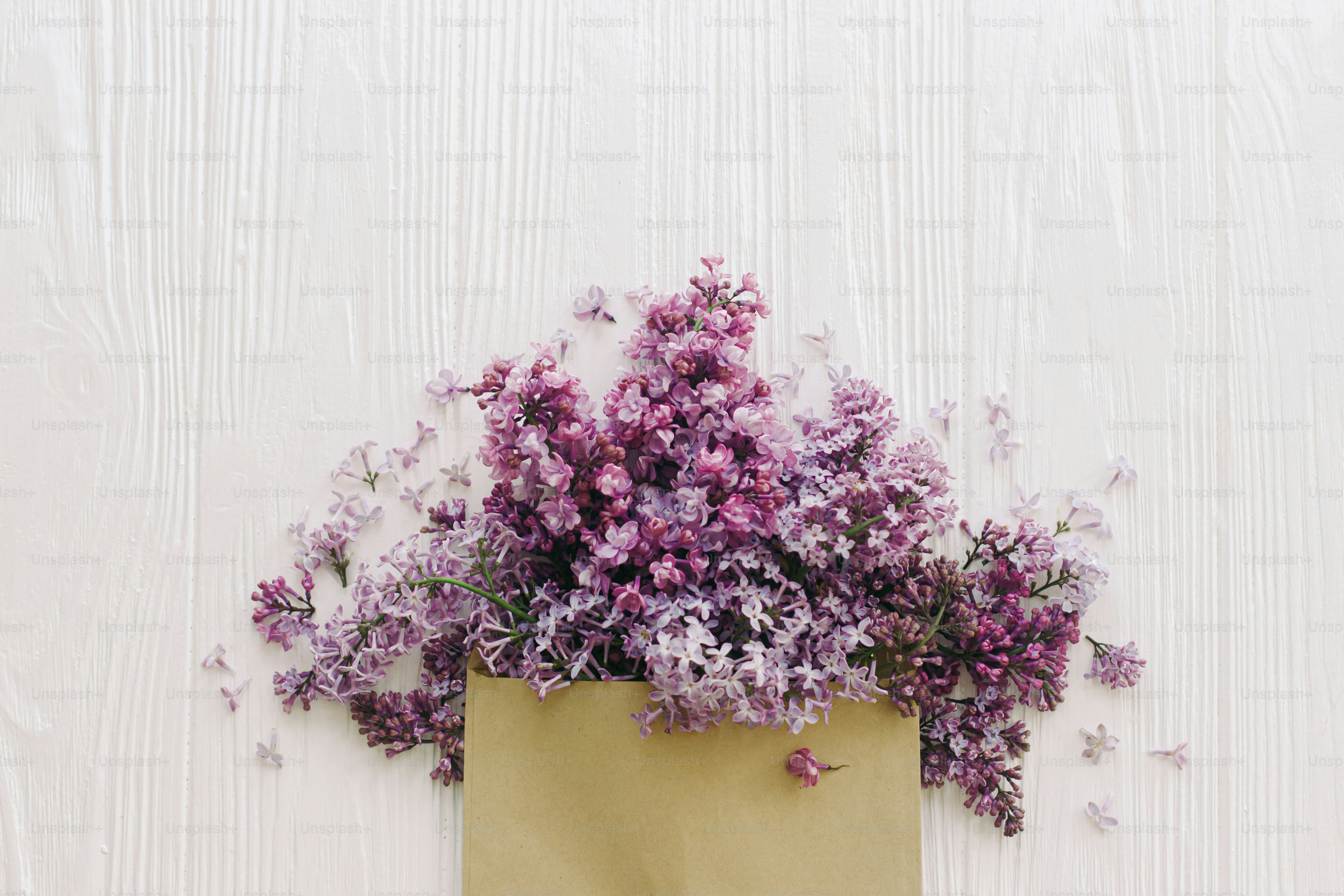 Delicate Flowers Pictures | Download Free Images on Unsplash