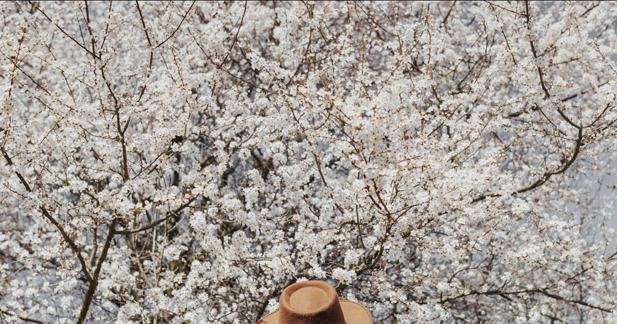 晴れた春の日に咲く桜の枝を眺める帽子をかぶったスタイリッシュな女性、後ろ姿。落ち着いた静寂のひととき。白い花に包まれた黄色いジャケットを着た