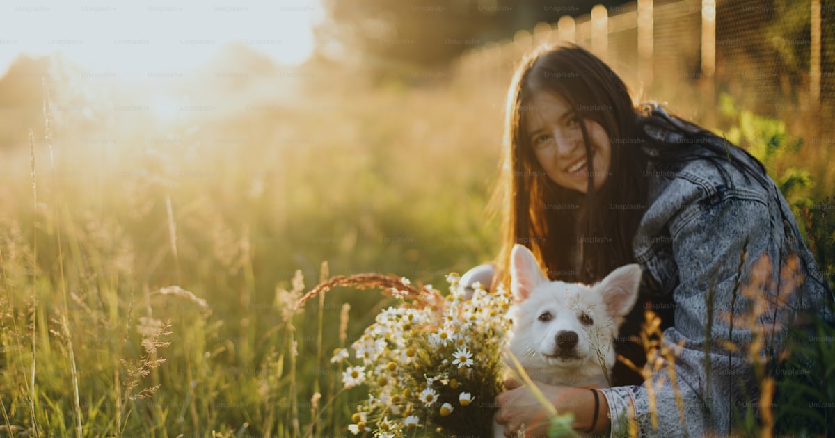 夏の牧草地の暖かい夕焼けの光の中でデイジーの花を咲かせたかわいい白い子犬。野の花の花束で愛らしいふわふわの子犬を抱きしめるスタイリッシュな若い