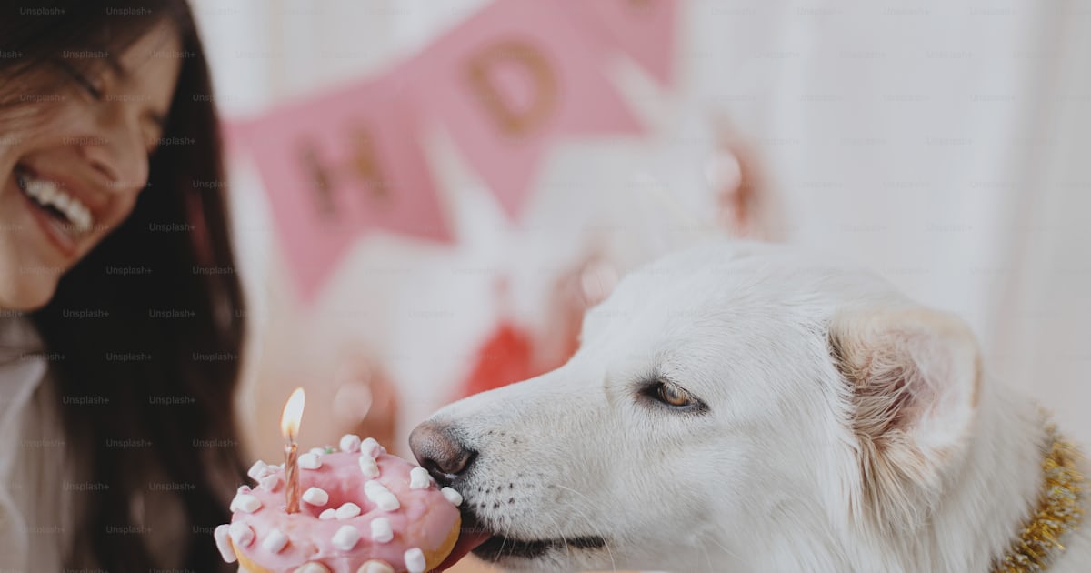 개 생일 파티 분홍색 화환과 장식의 배경에 촛불이 있는 생일 도넛을 물어뜯는 귀여운 개 사랑스러운 흰색 스위스 양치기 개 첫