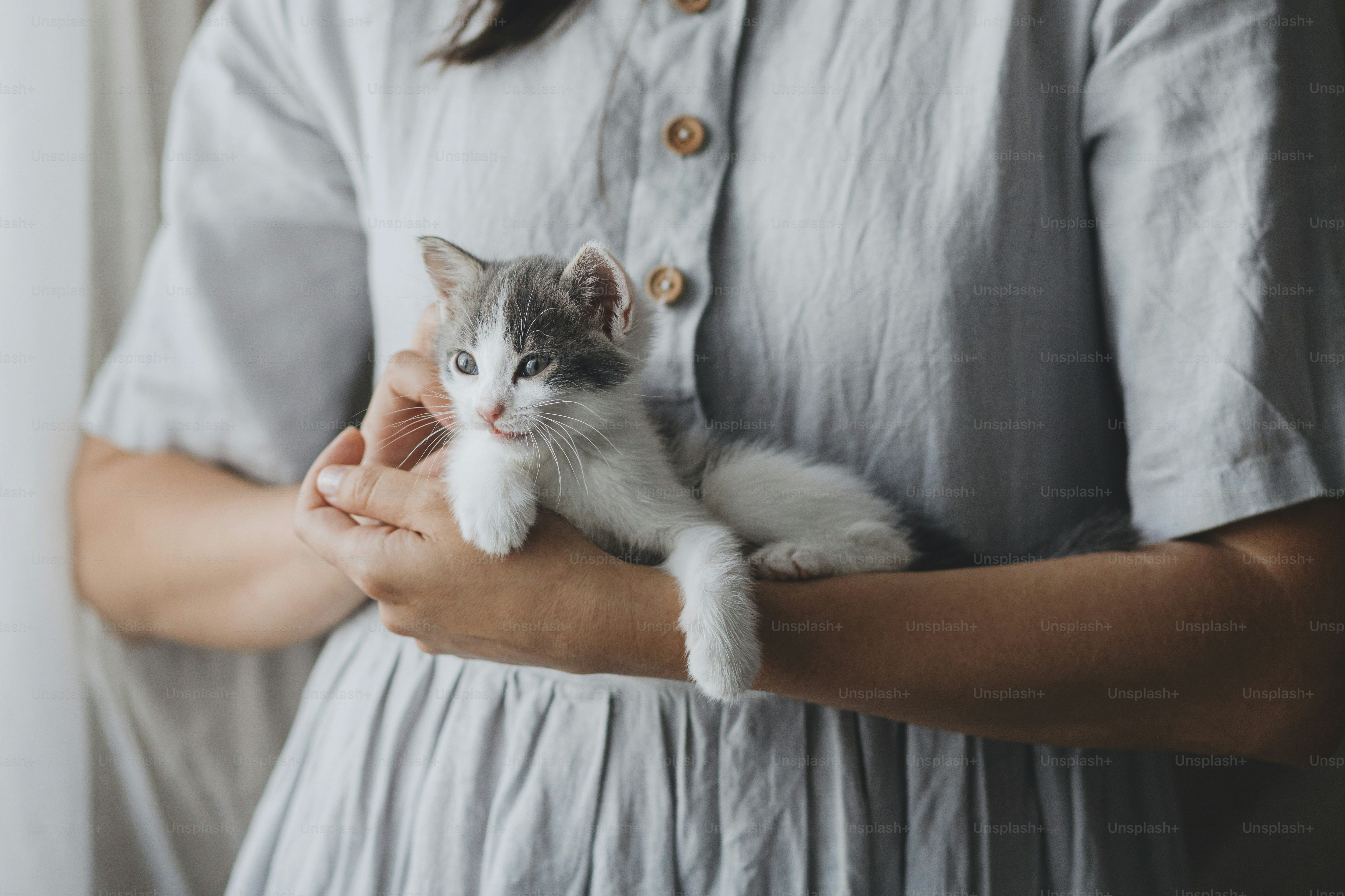 Cat Hand Pictures | Download Free Images on Unsplash