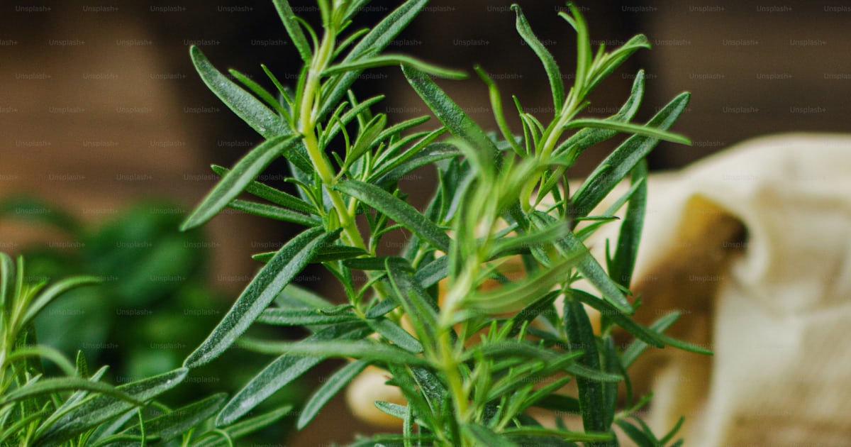 木製の床に新鮮な緑のバジルの植物の背景に、新しい粘土鍋にローズマリーの植物を鉢植えにした手袋の手。自宅で芳香性ハーブを植え替えて栽培する。園芸