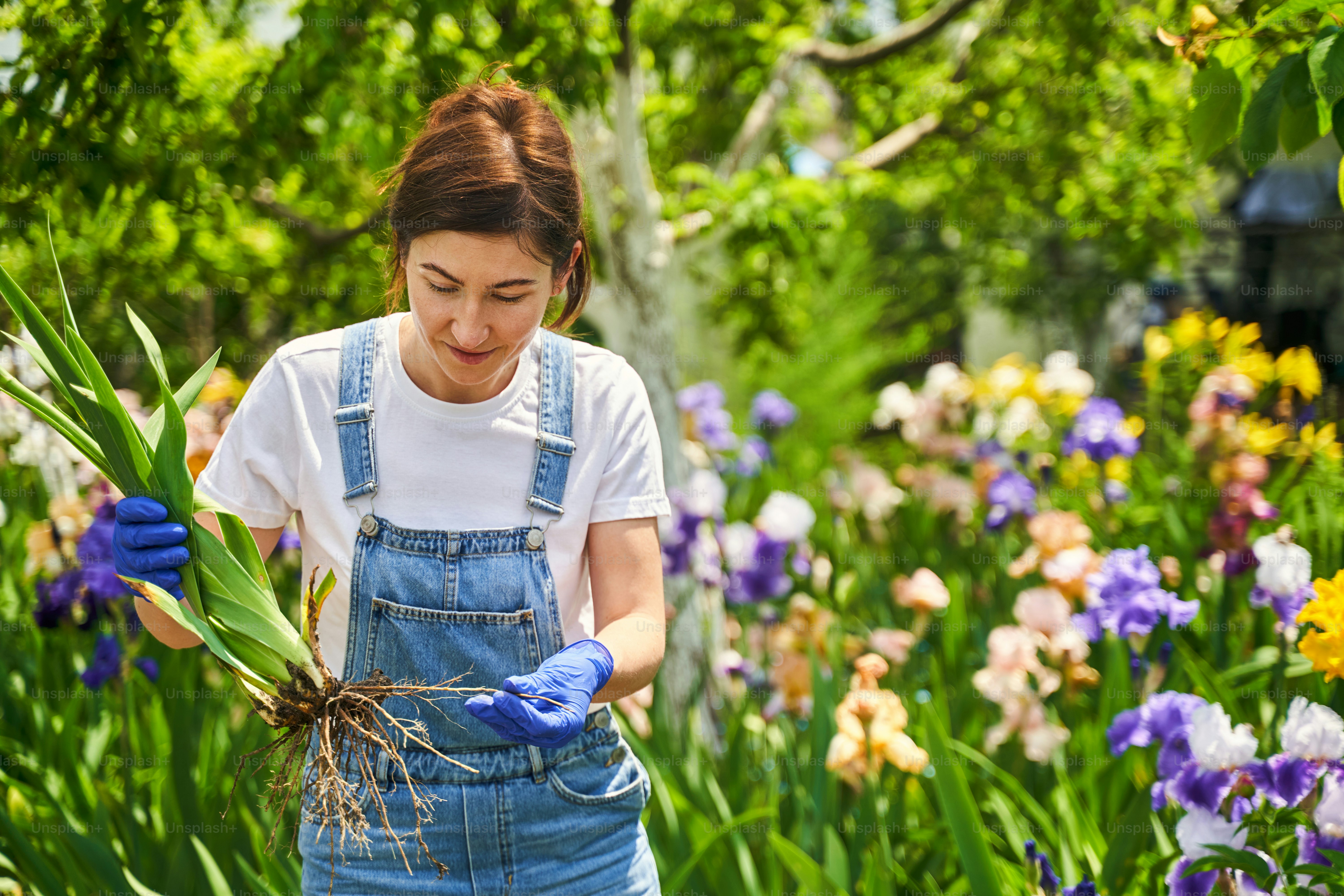 Female person preparing roots of flower and soil for planting photo ...