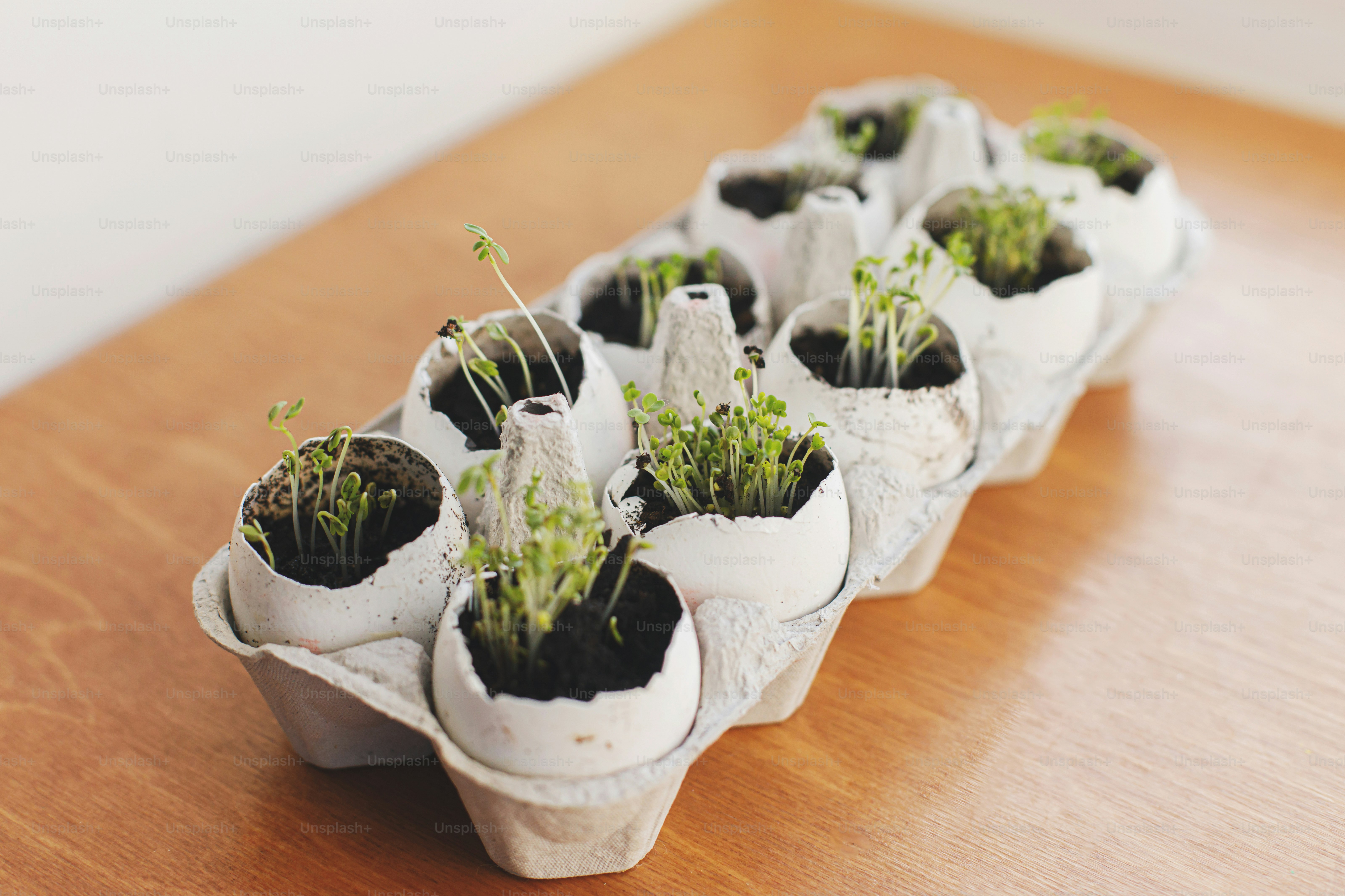 Fresh sprouts in egg shells in carton box on wooden background. Arugula ...