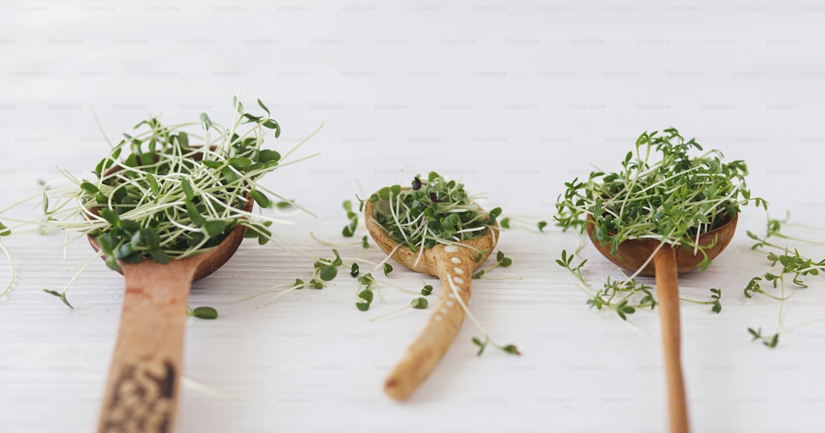 흰색 나무 배경에 신선한 마이크로 그린 콩나물과 숟가락 Arugula 바질 아마 물냉이 콩나물은 나무와 세라믹 숟가락에