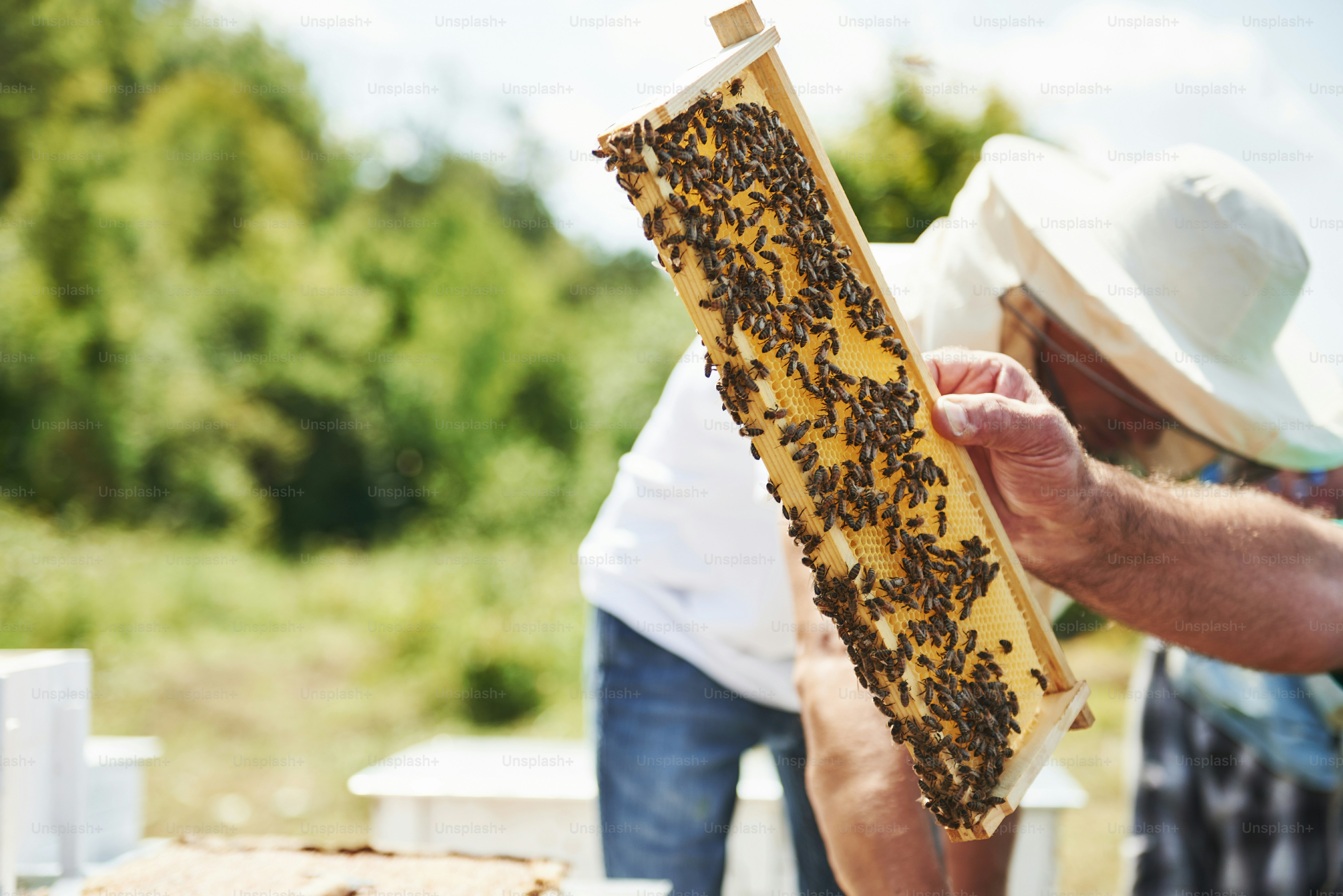 30,000+ Beekeeper Pictures | Download Free Images on Unsplash