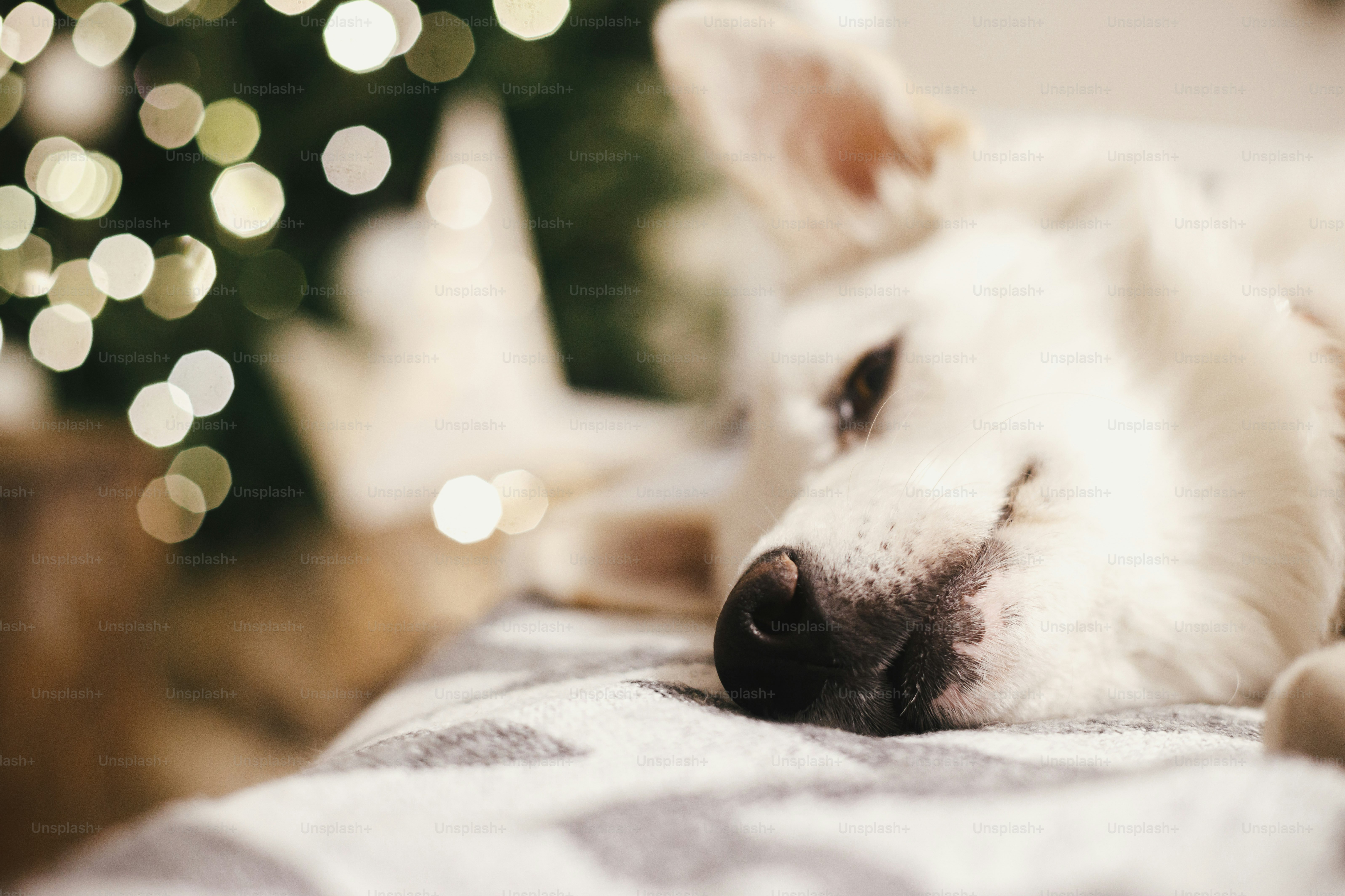 Chiot De Noël Photos | Télécharger des images gratuites sur Unsplash