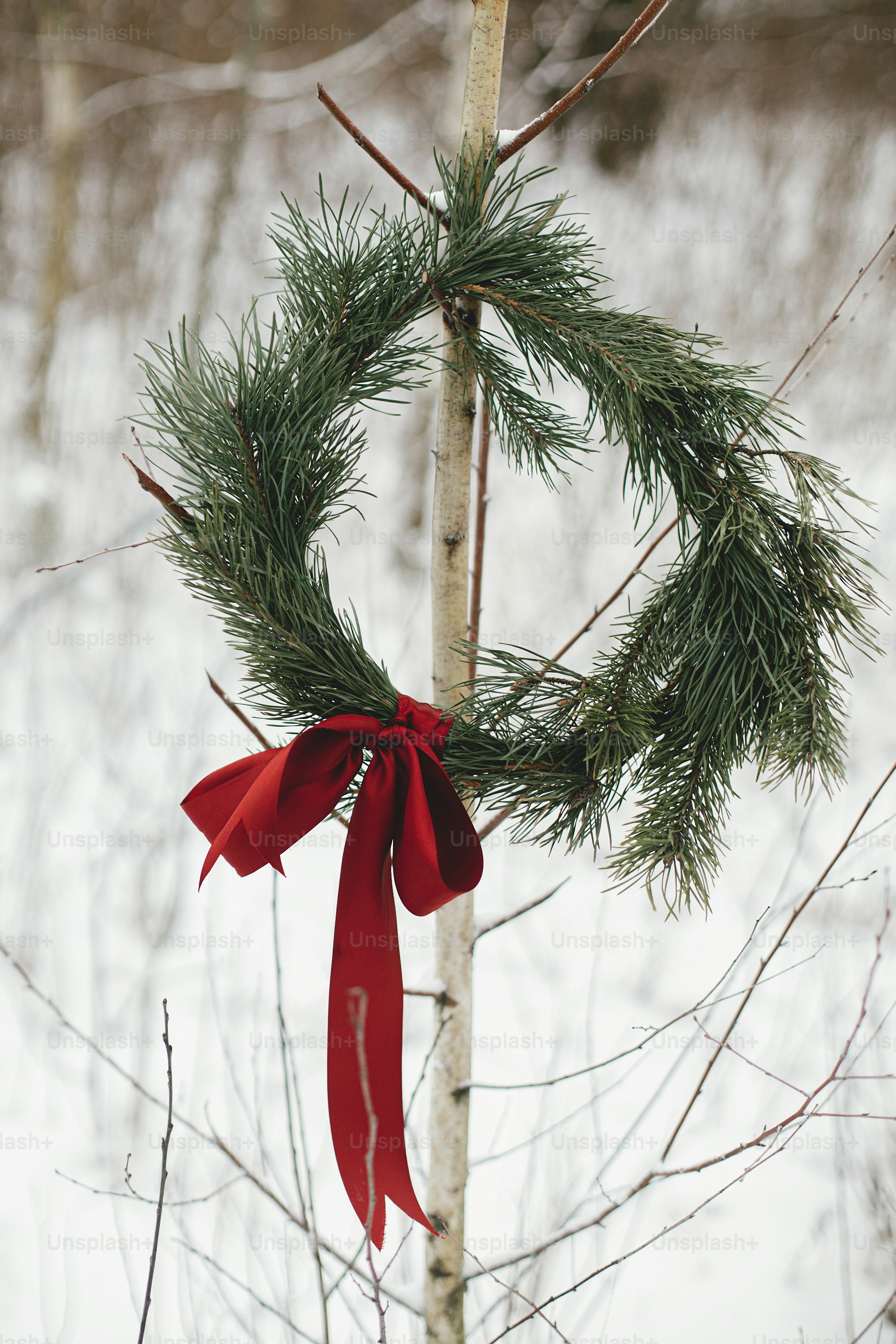 December Nature Pictures | Download Free Images on Unsplash