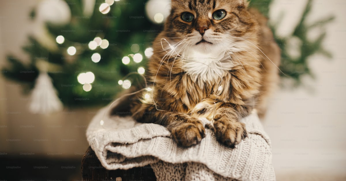 クリスマスツリーの背景に居心地の良いセーターの上に座っているクリスマスライトを持つ愛らしいぶち猫。お祝いのスカンジナビアの部屋でリラックスする