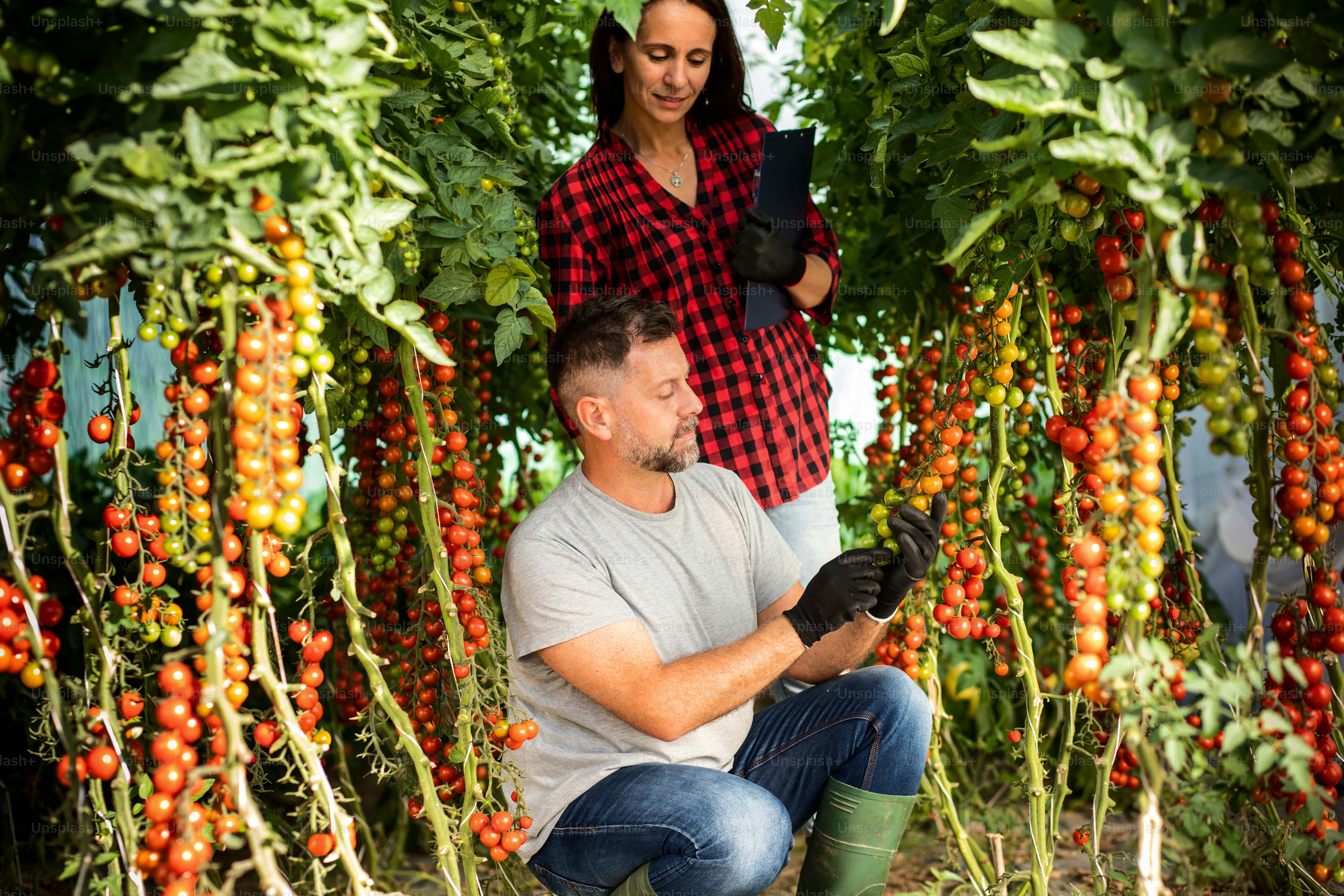 Farmers working together in a greenhouse, examining the quality cherry ...