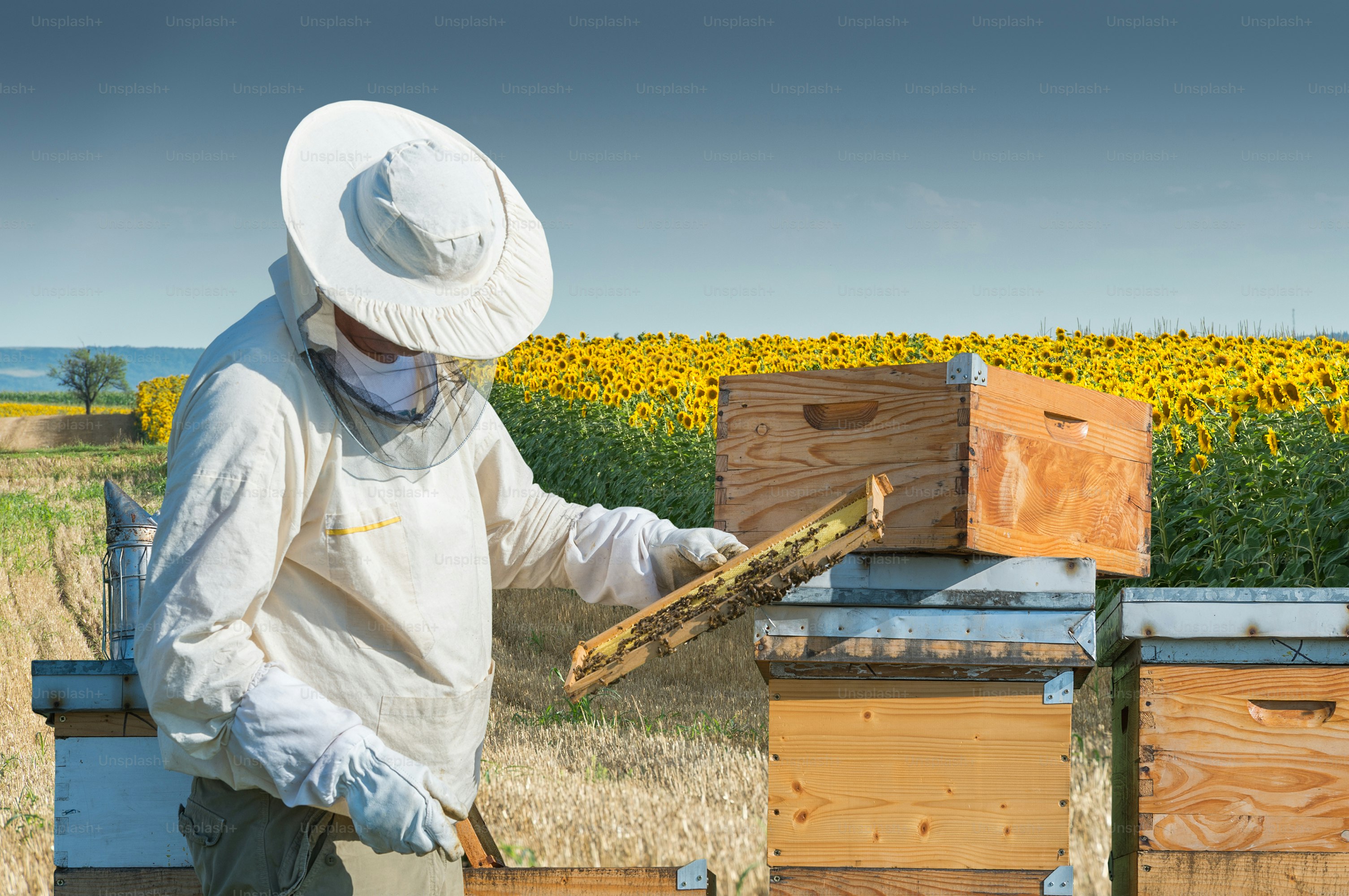 Beekeeper working in the field of sunflowers photo – Apiary Image on ...