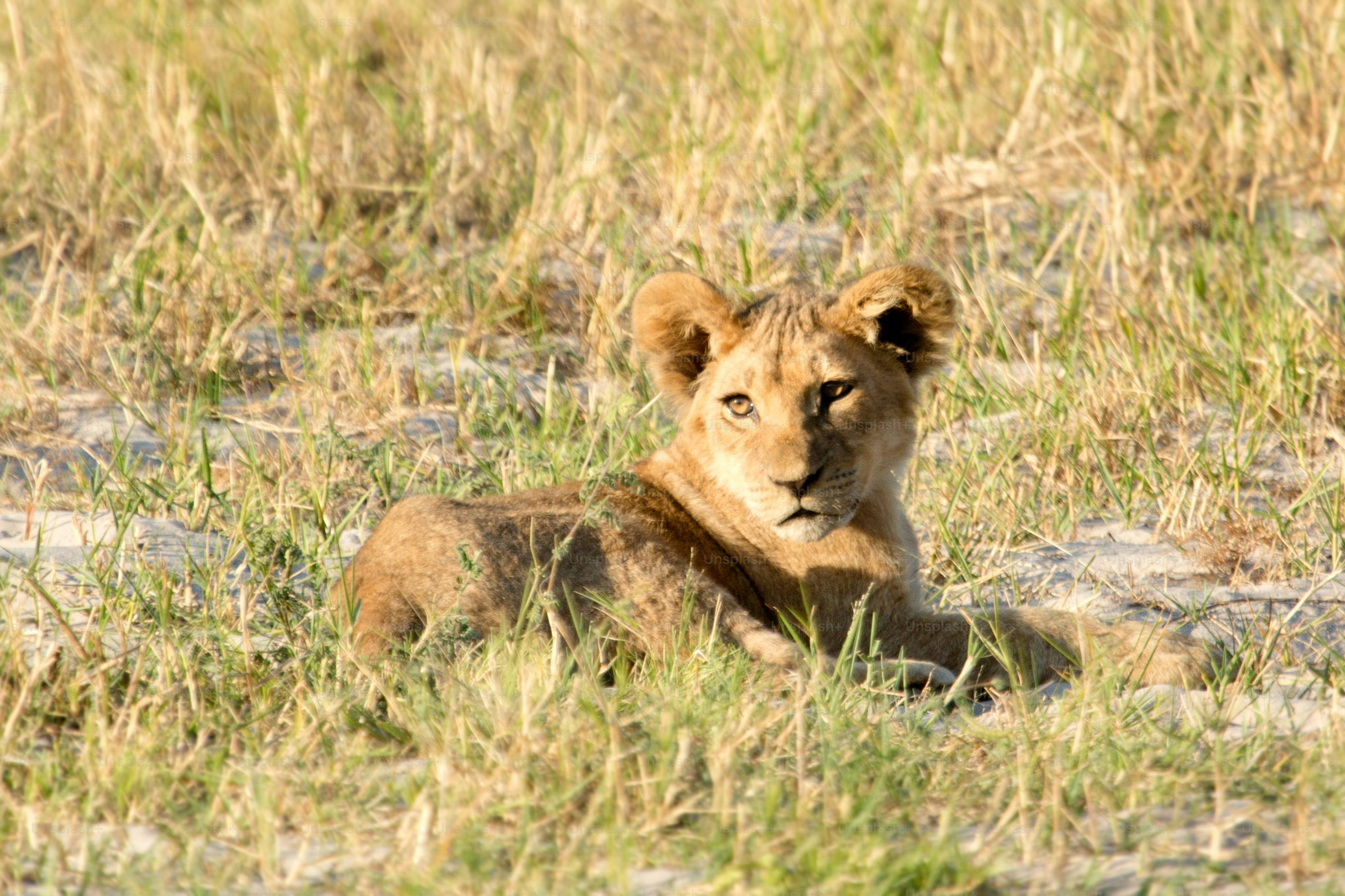 Lion in the bush veld photo – Animals in the wild Image on Unsplash