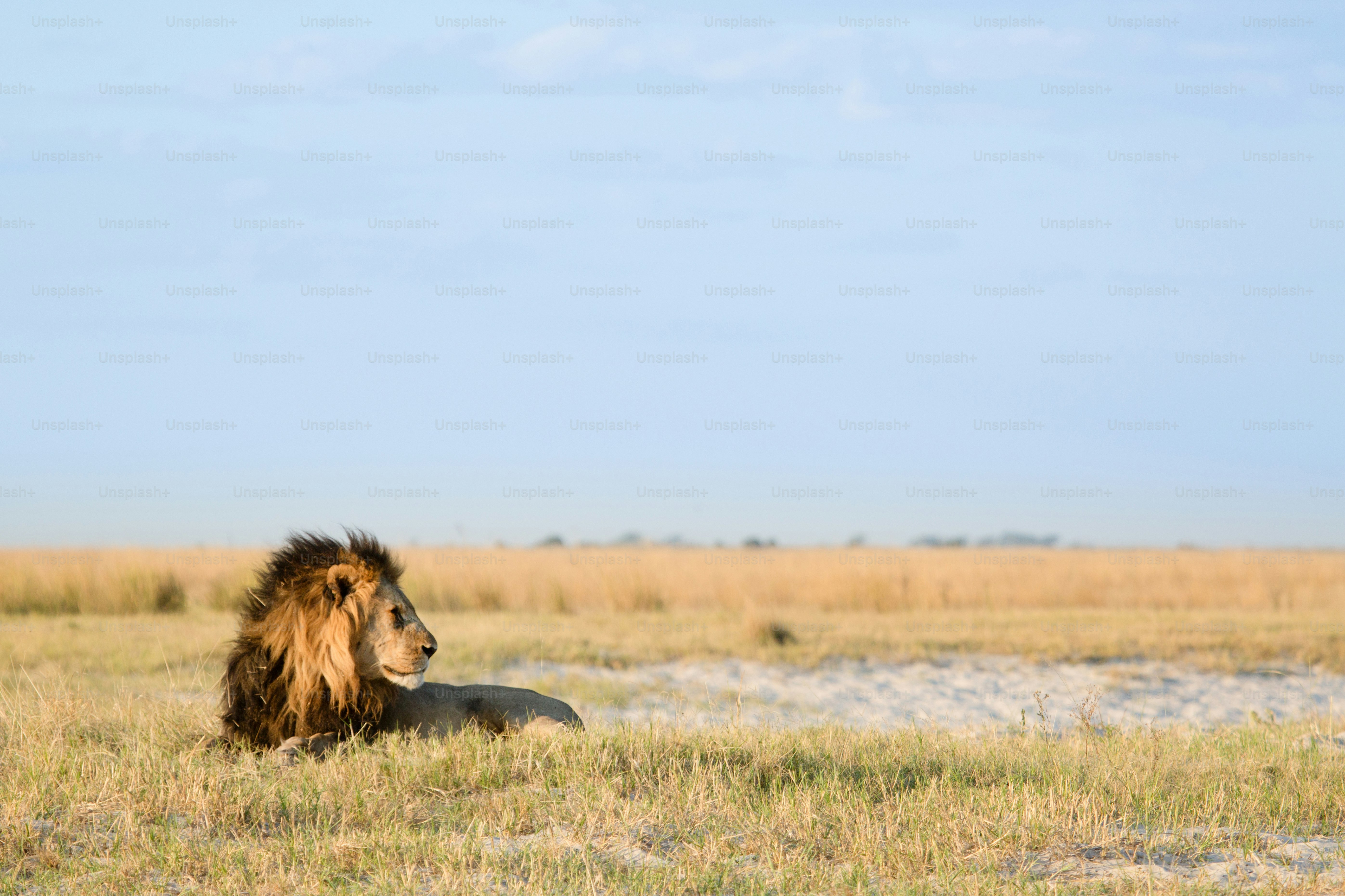 Lion in the bush veld photo – Animals in the wild Image on Unsplash