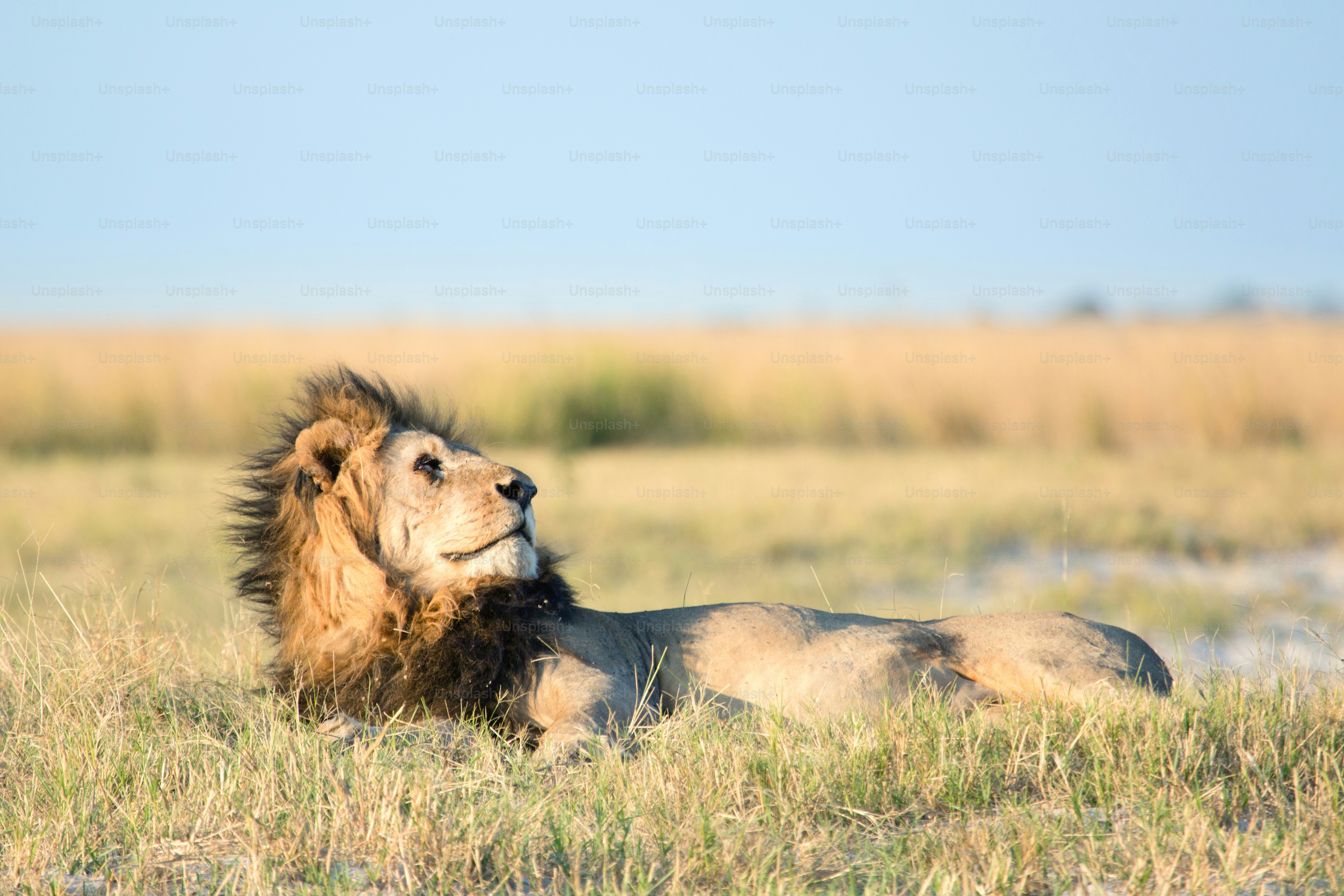 Lion in the bush veld photo – Animal Image on Unsplash