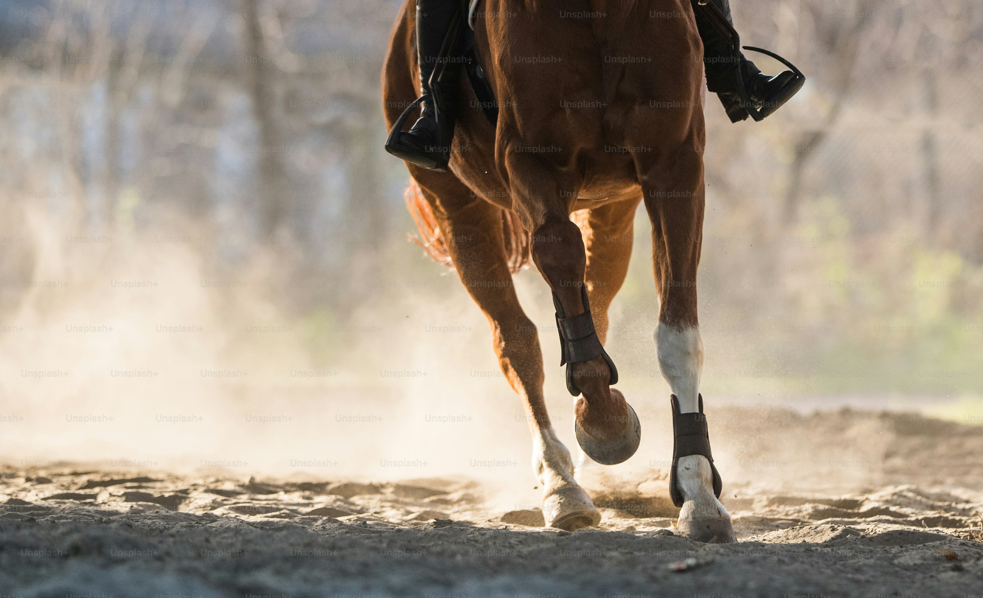 500+ Equestrian Pictures [HD] | Download Free Images on Unsplash