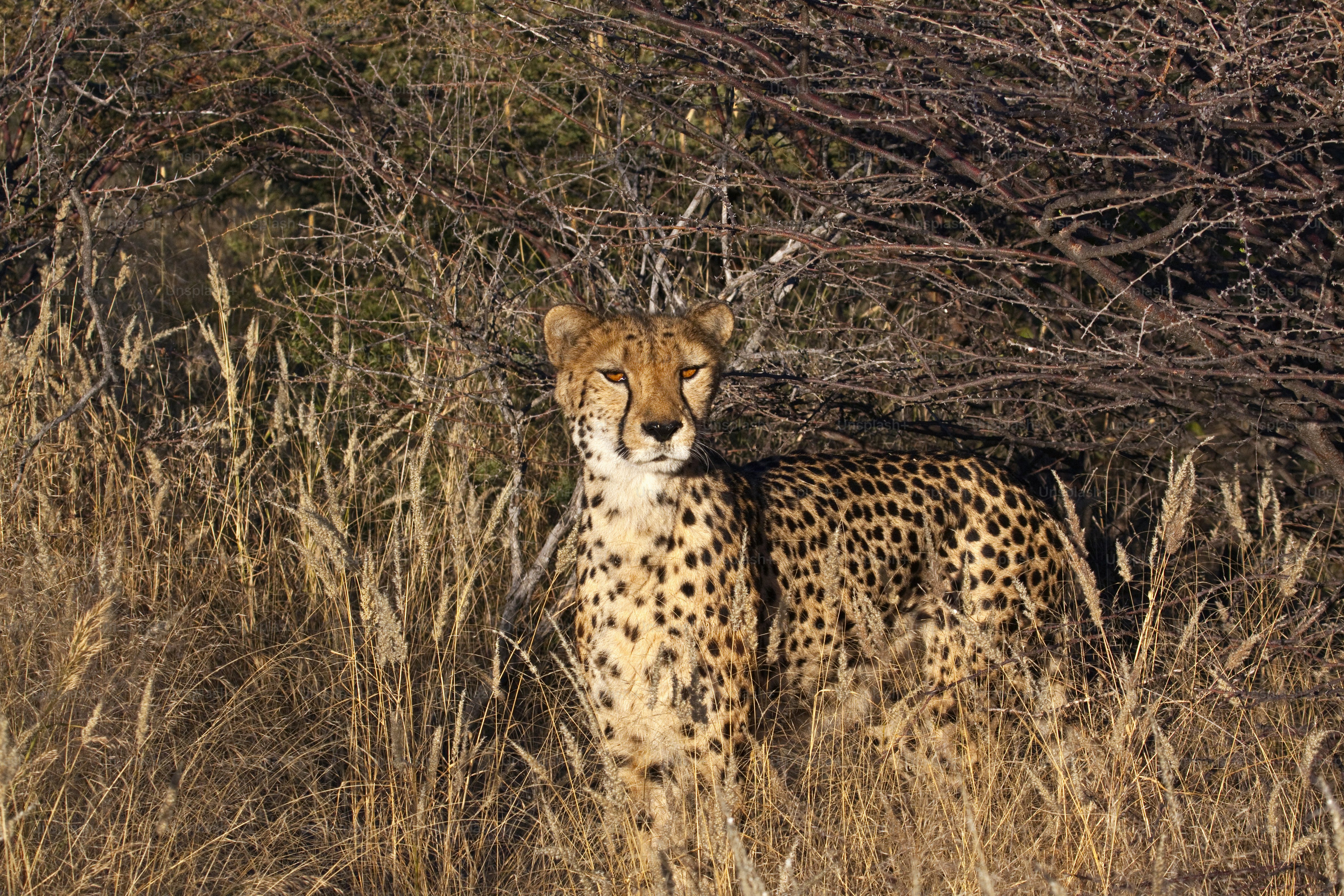 Cheetah hunting for prey photo – Jim corbett national park Image on ...
