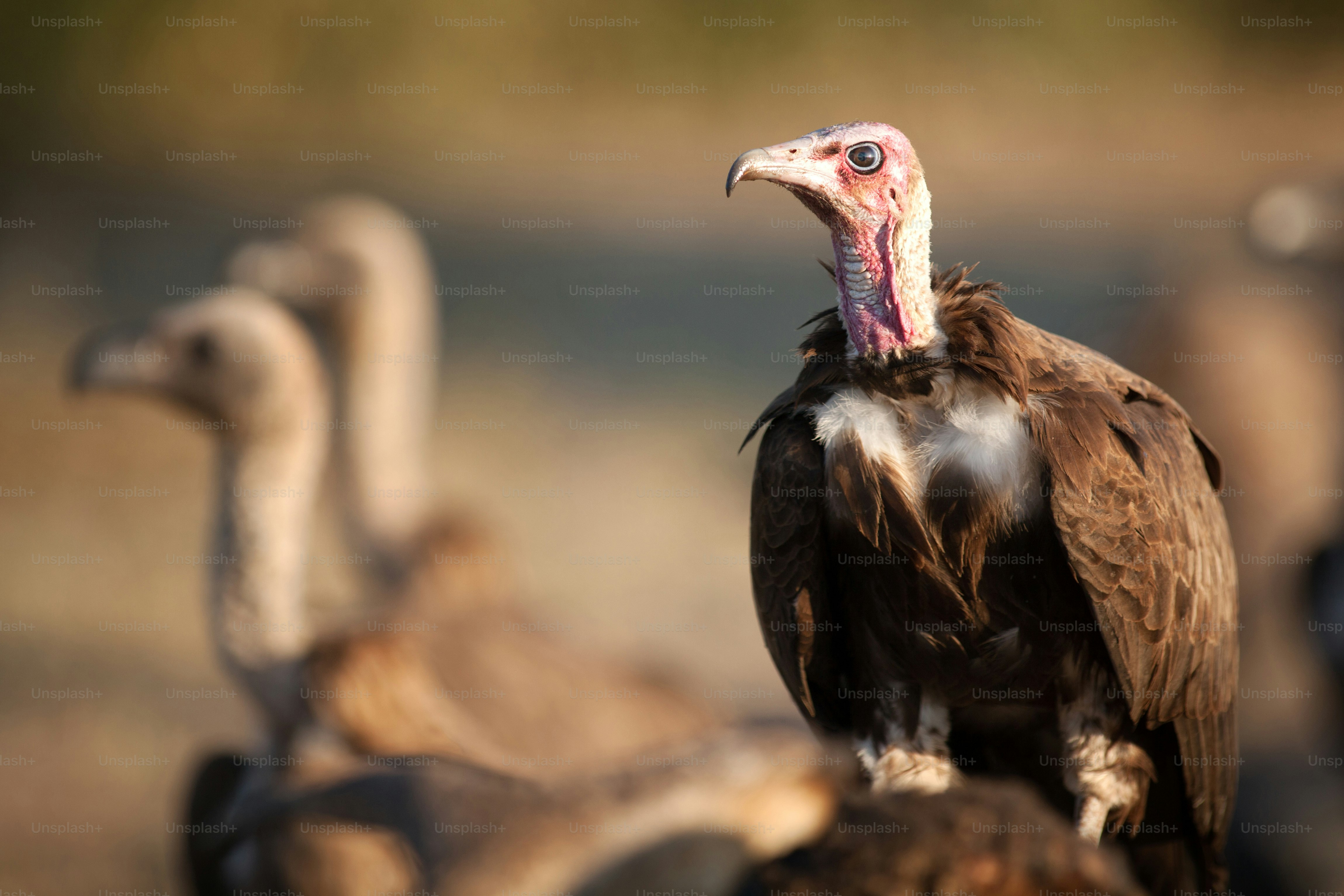 Close up of a vulture photo – Cape vulture Image on Unsplash