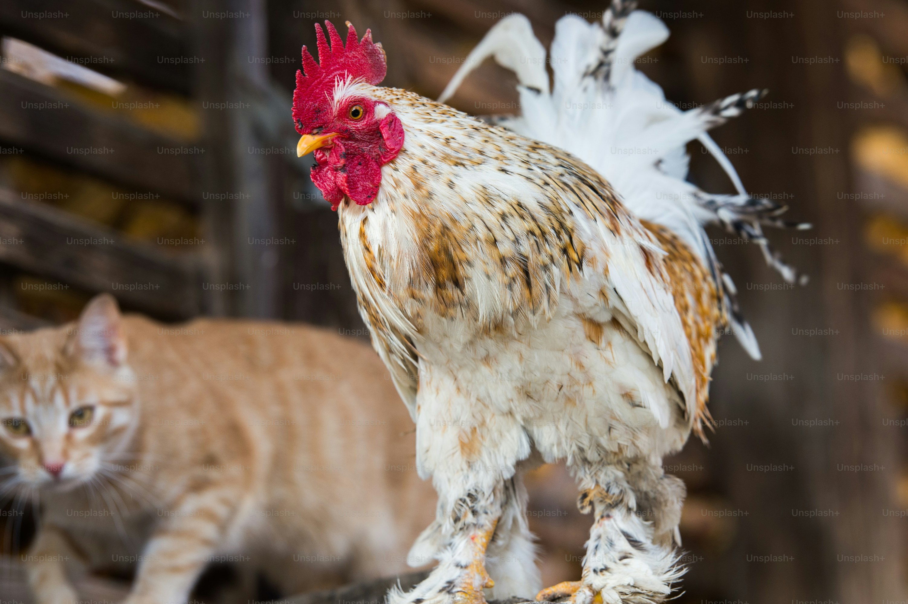 Gato Da Raça Fotos | Baixe imagens gratuitas na Unsplash