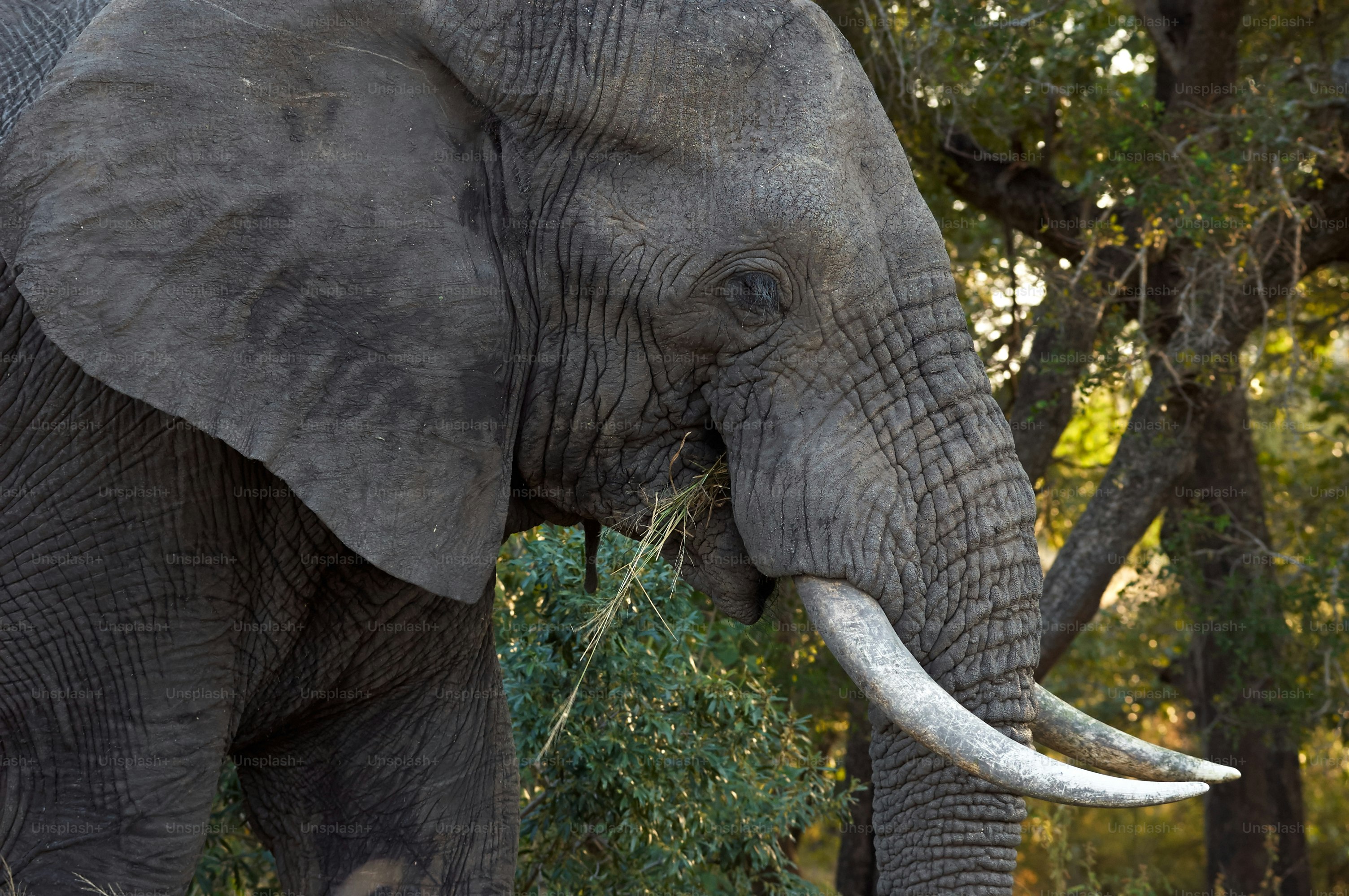 Portrait of elephant eating photographed horizontally photo – African ...