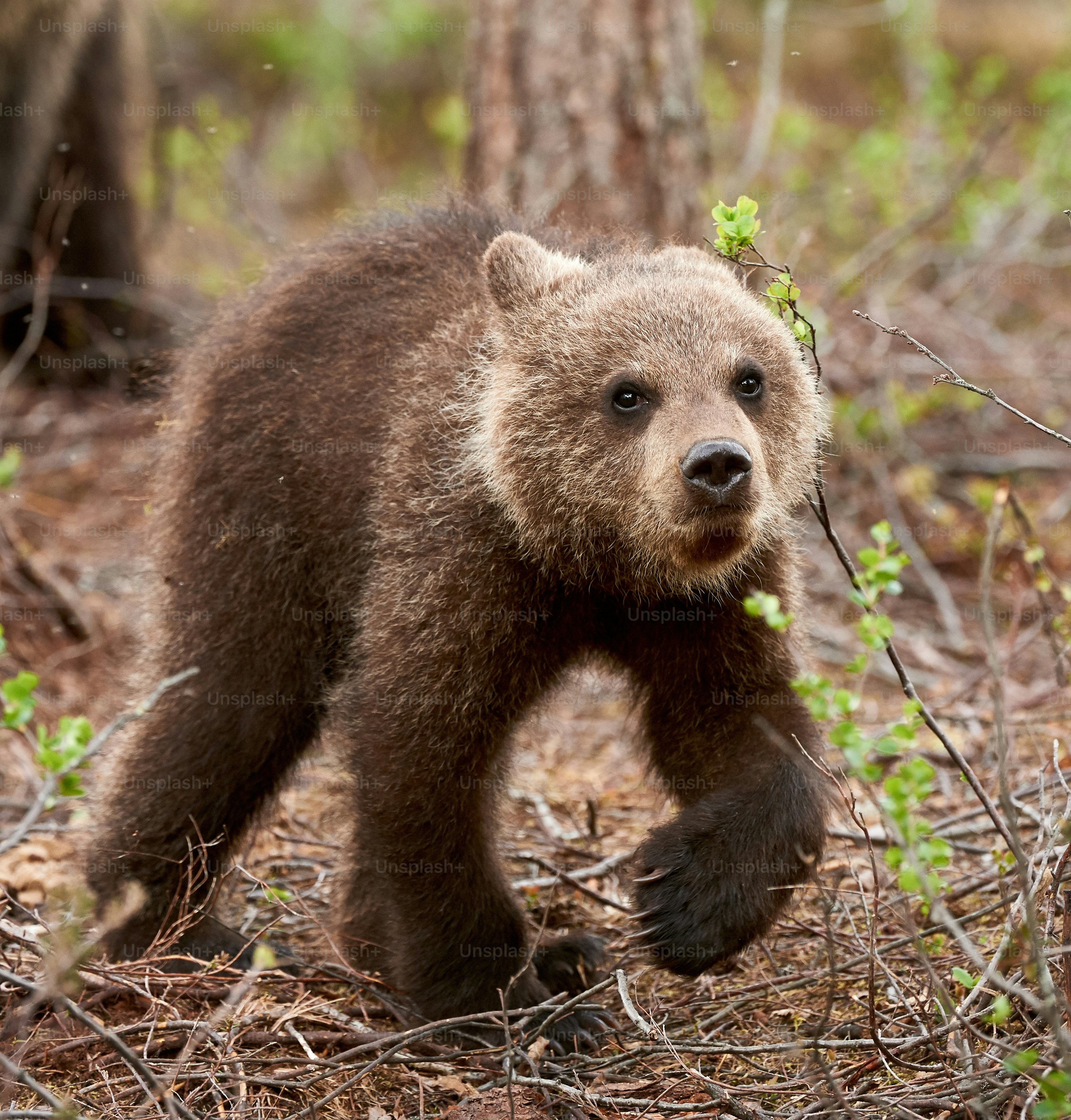 Lindo cachorro de oso pardo que camina curioso en el bosque foto ...