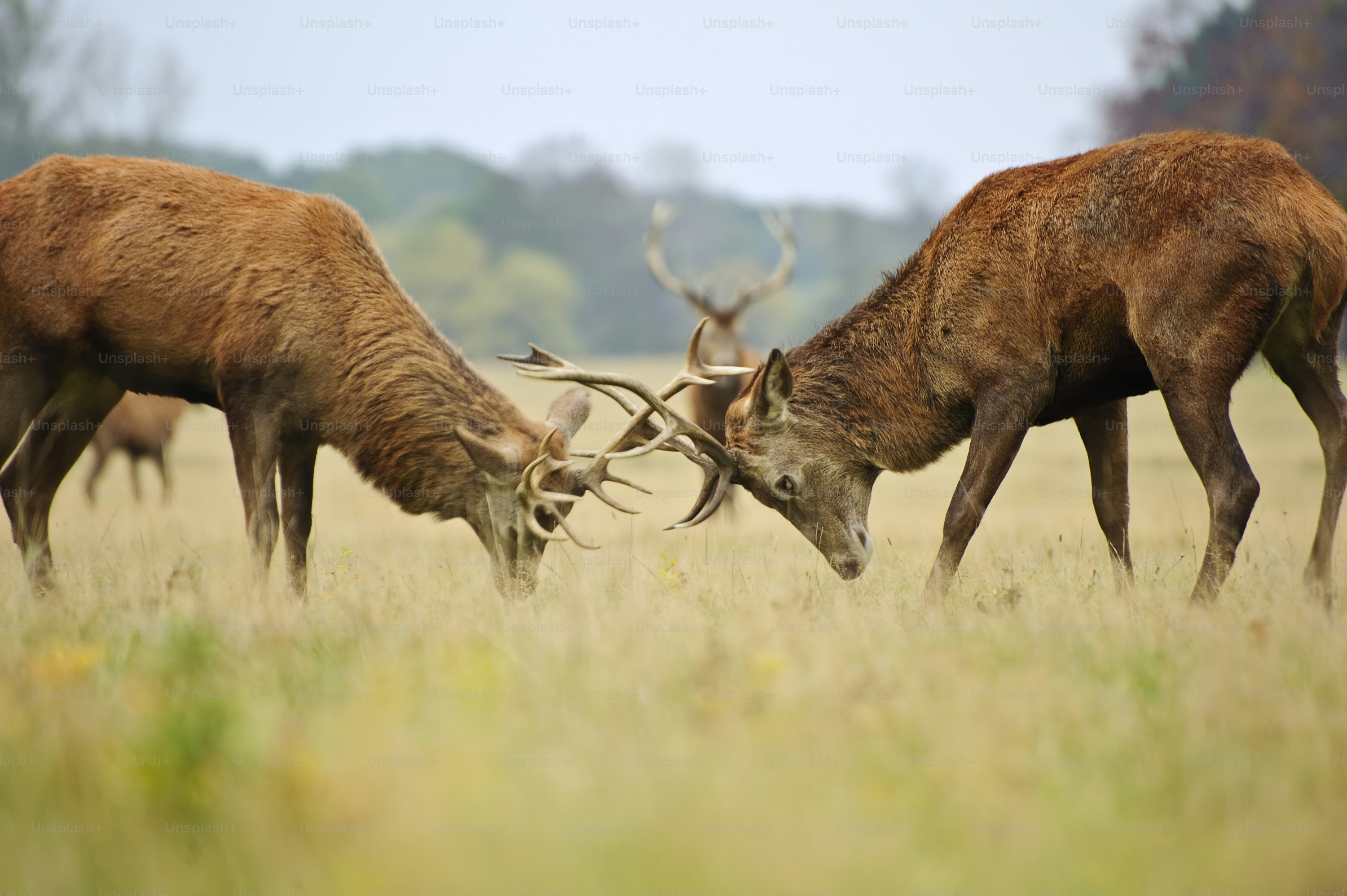 Jousting fighting red deer stags clashing antlers in Autumn Fall forest ...