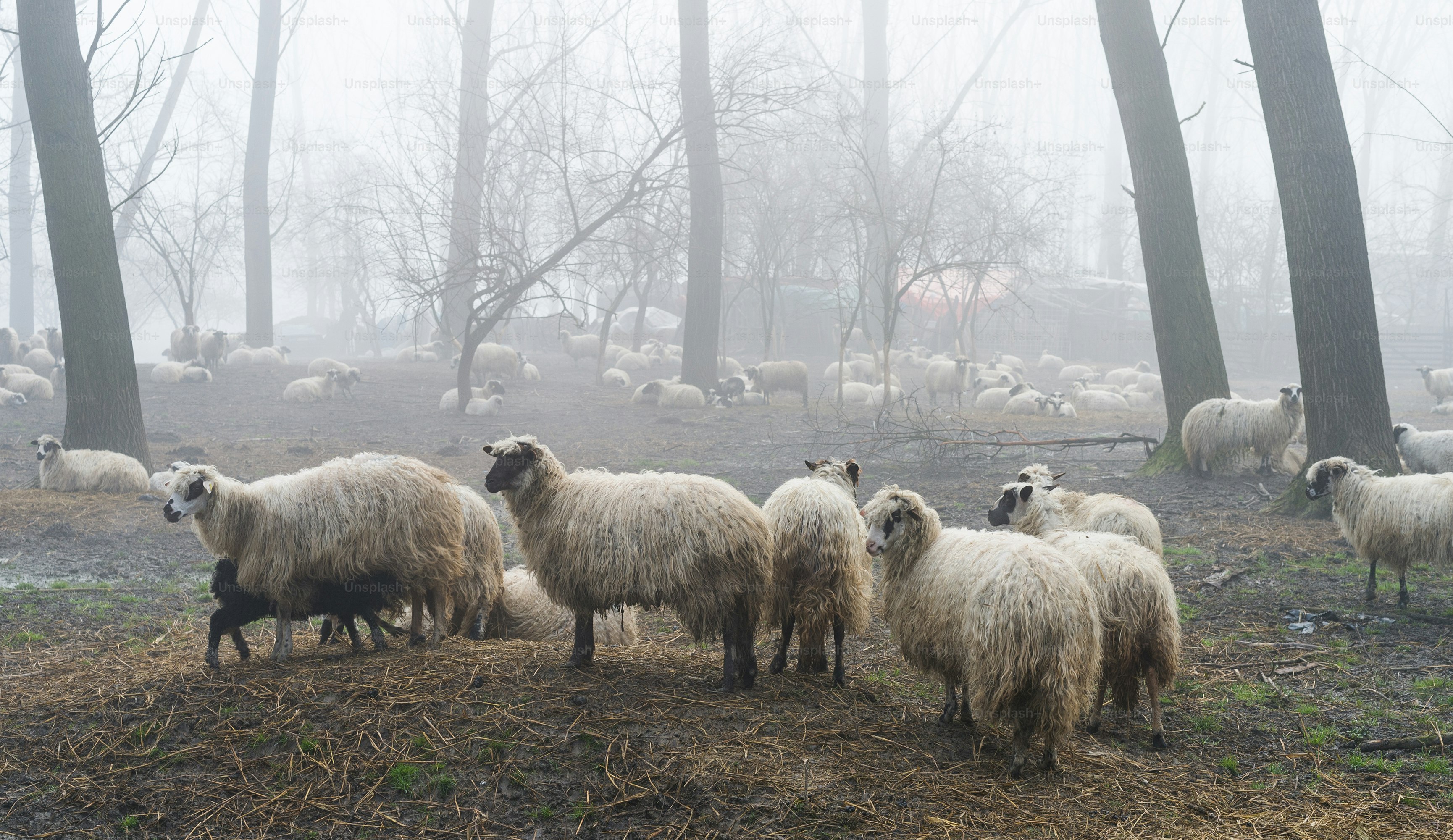 Flock Of Sheep Pictures [HQ] | Download Free Images on Unsplash