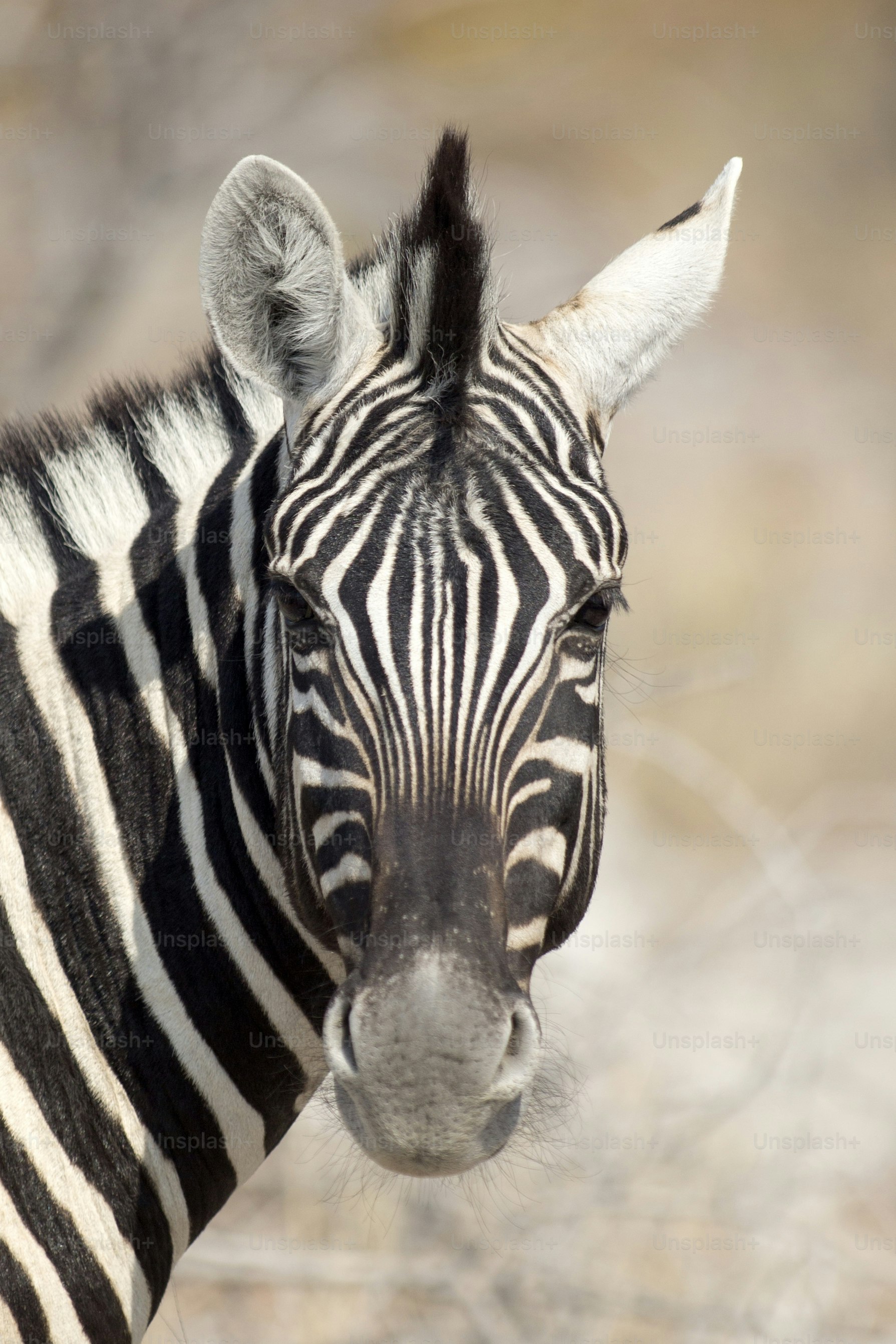 Portrait of a zebra photo – Travel Image on Unsplash