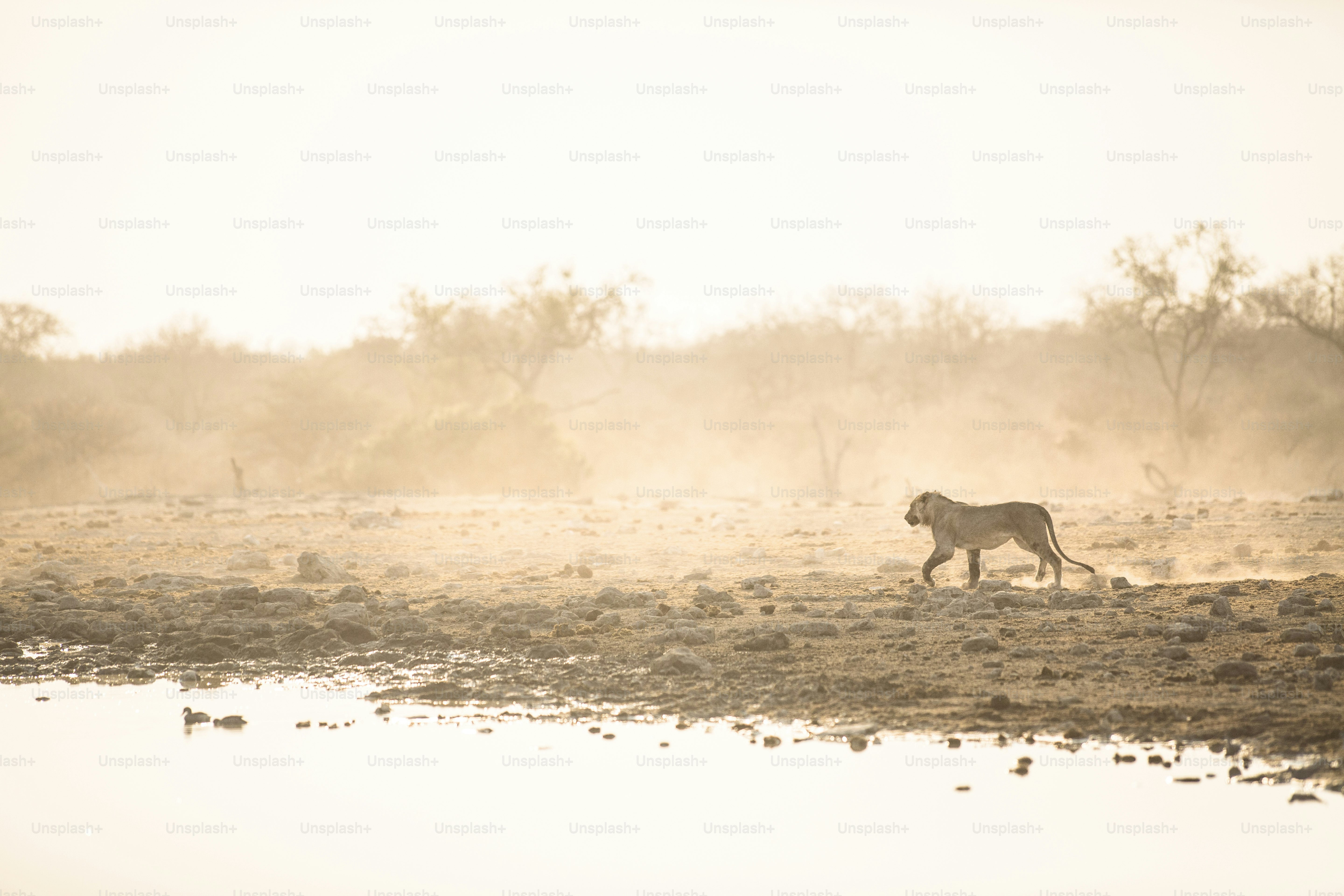 Male lion running through the dust photo – Safari animals Image on Unsplash