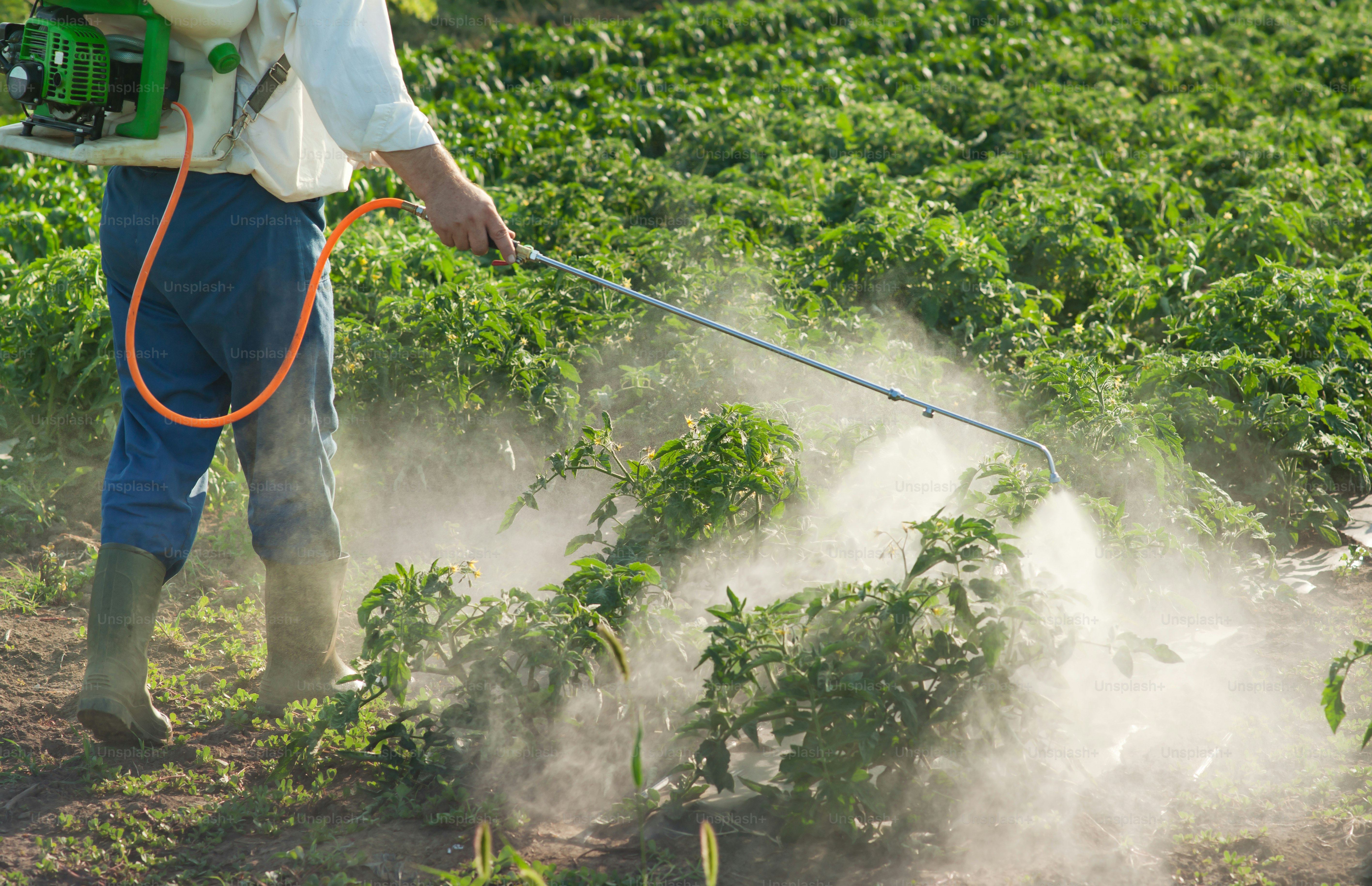 Man spraying vegetables in the garden photo – Plant Image on Unsplash