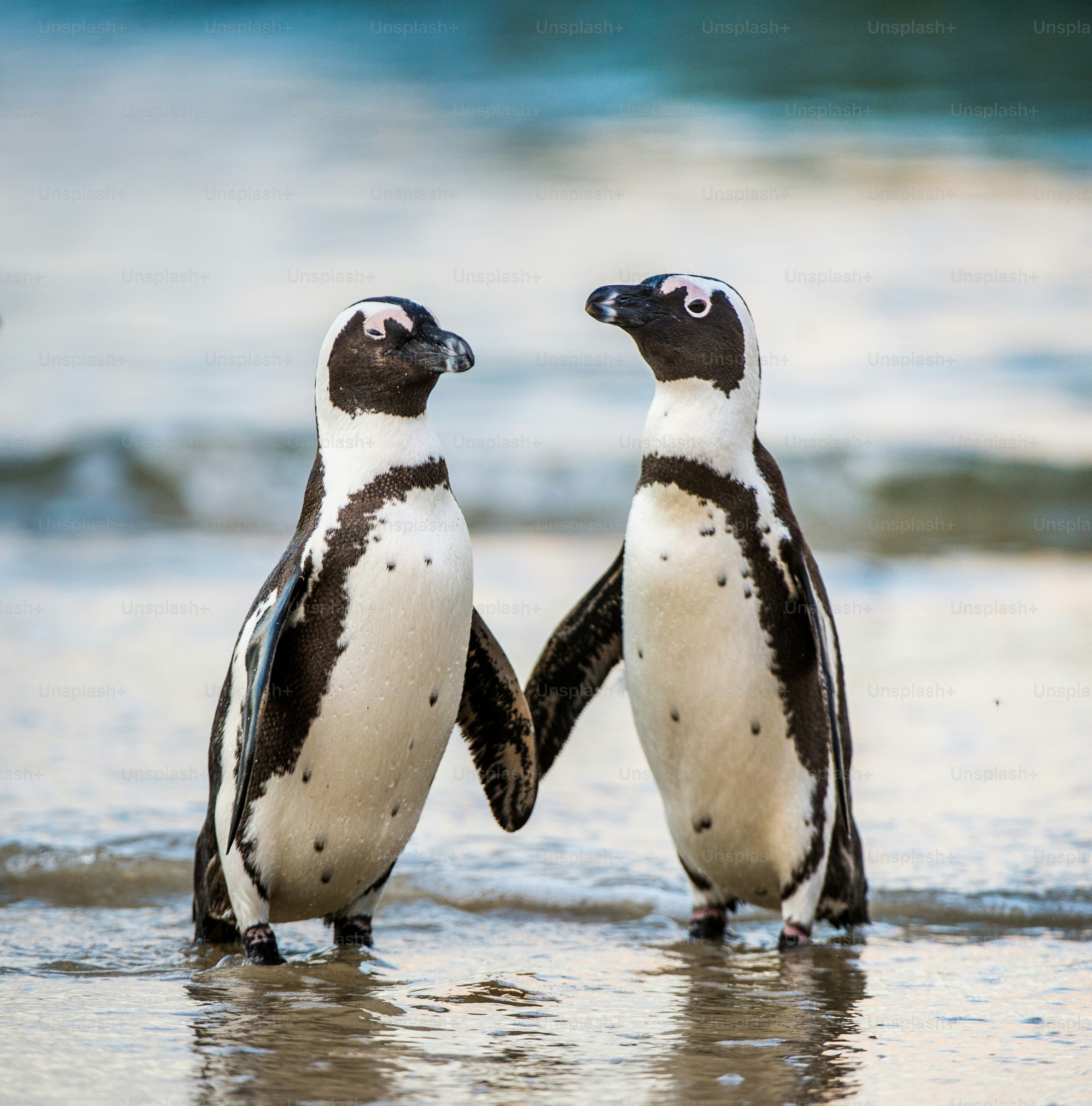 African penguin walk out of the ocean on the sandy beach. African penguin ( Spheniscus demersus ...
