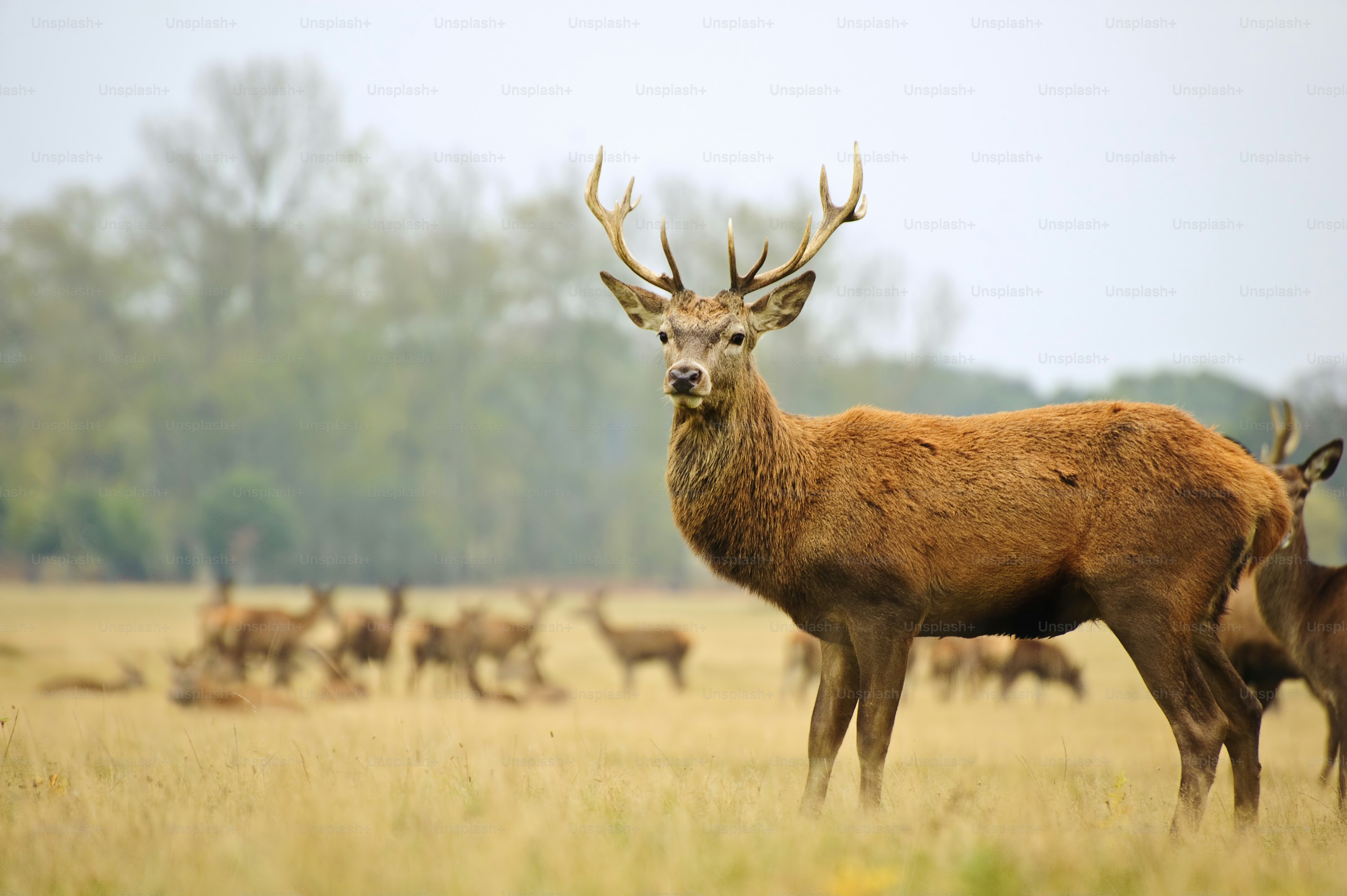 Red deer stags and does herd in Autumn Fall meadow scene photo – Red ...