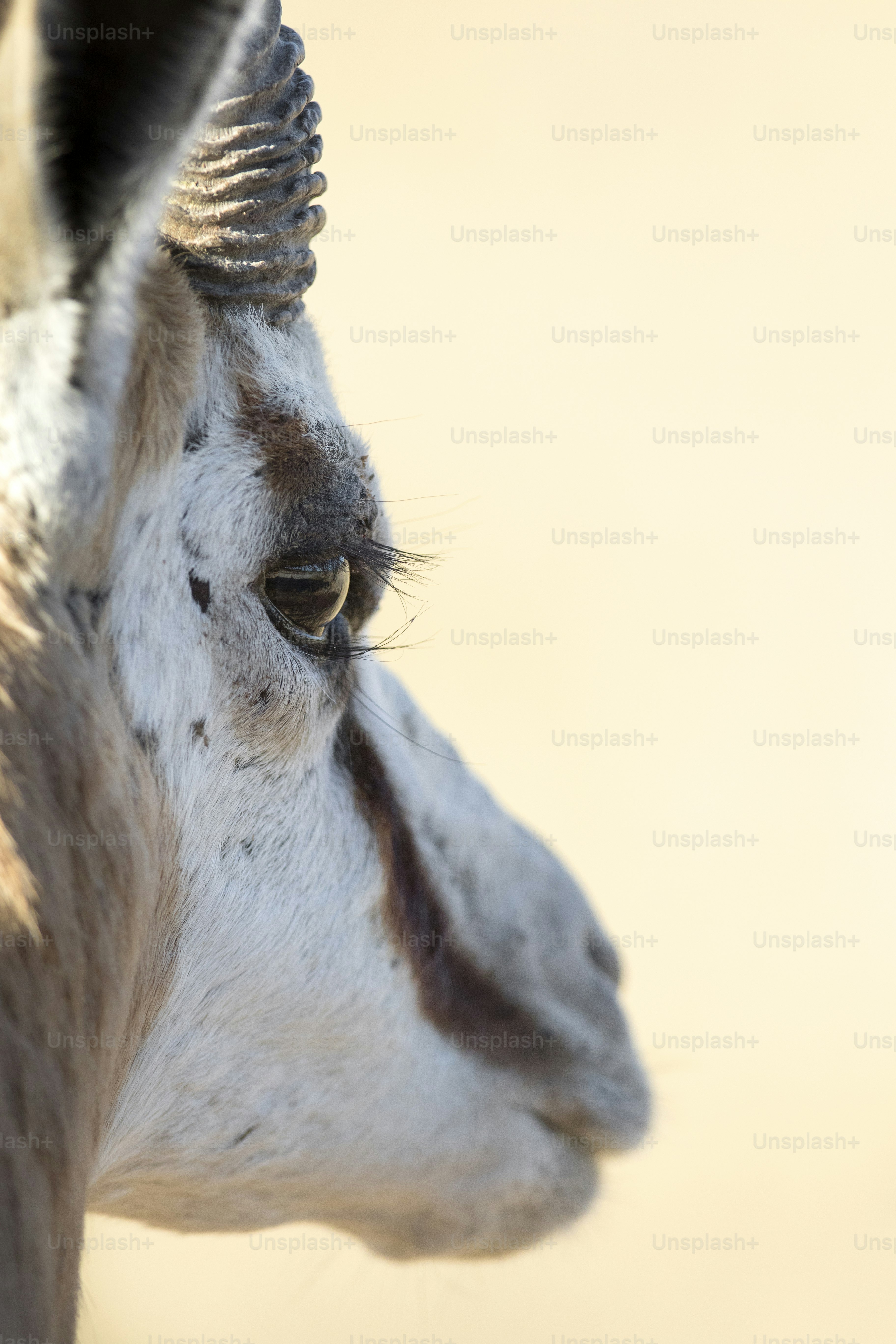 Close up of a Springboks eye photo – Animal Image on Unsplash
