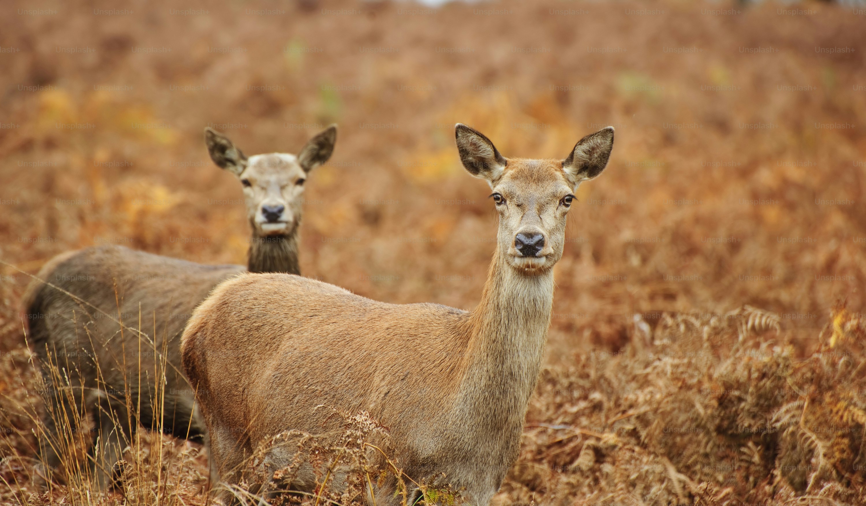 Vibrant Autumn Fall image of red deer does in forest photo – Vibrant ...